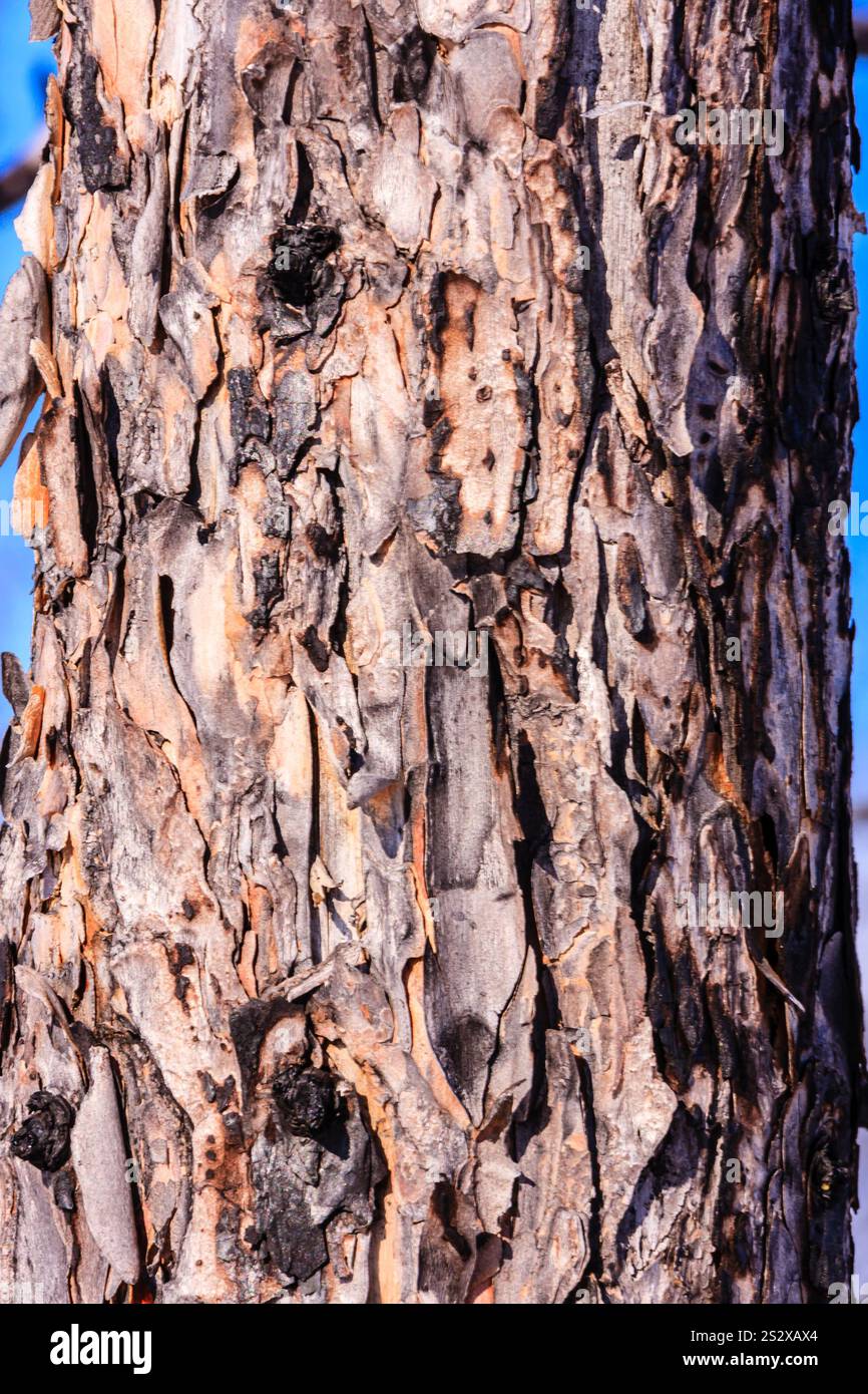 A tree trunk with a lot of bark peeling off. The bark is brown and has ...