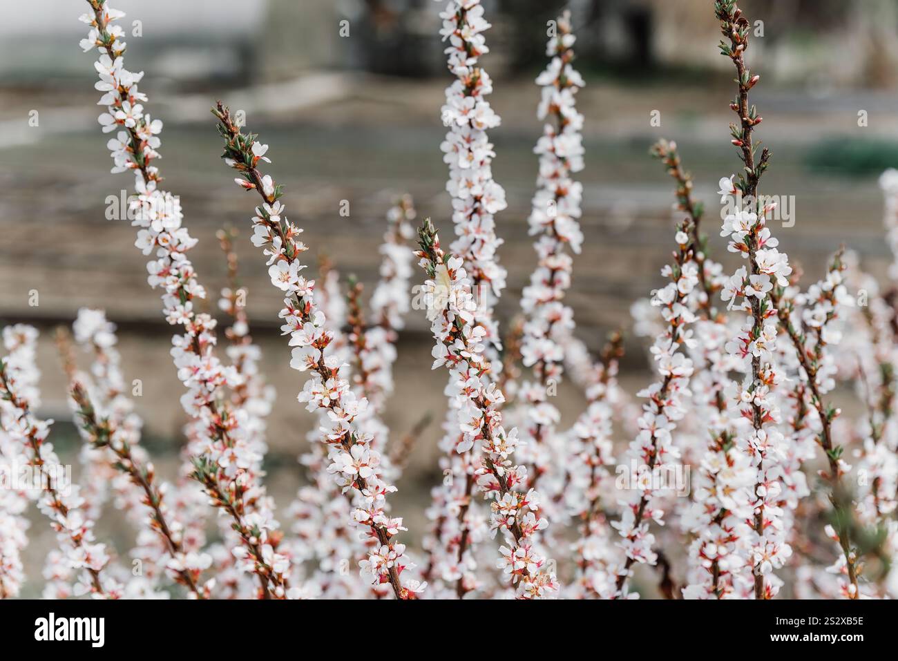 Soft focus on cherry blossom hi-res stock photography and images - Alamy