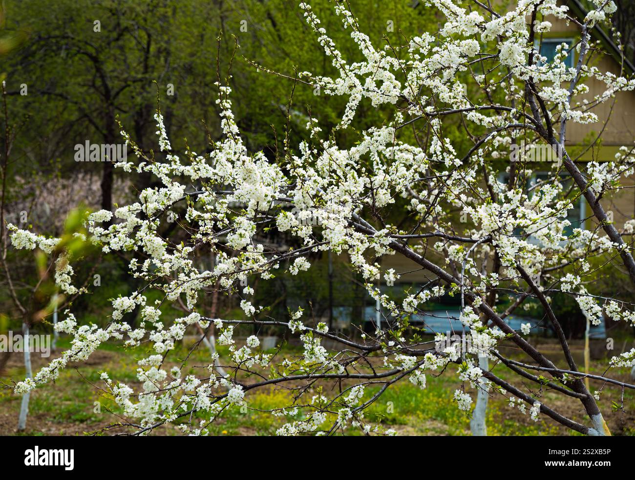 Plum tree blossom in backyard hi-res stock photography and images - Alamy
