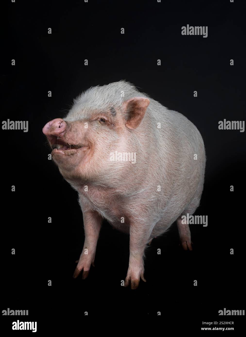 pink miniature pig in front of black background Stock Photo - Alamy