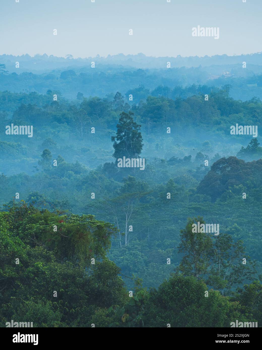 In tropical rainforests, some trees grow much taller than the ...