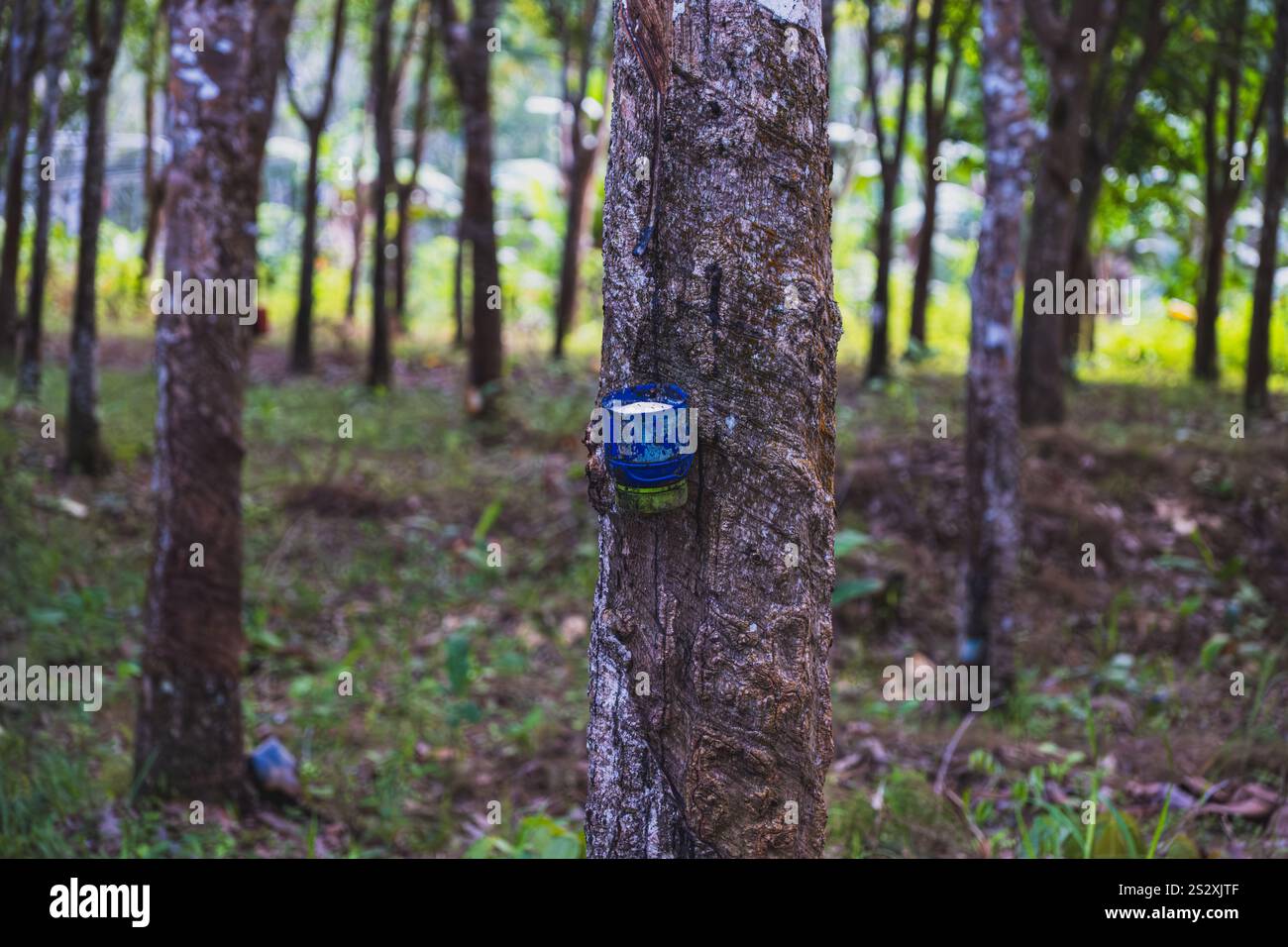 A close-up of a rubber tree with a cup attached to the bark, collecting ...