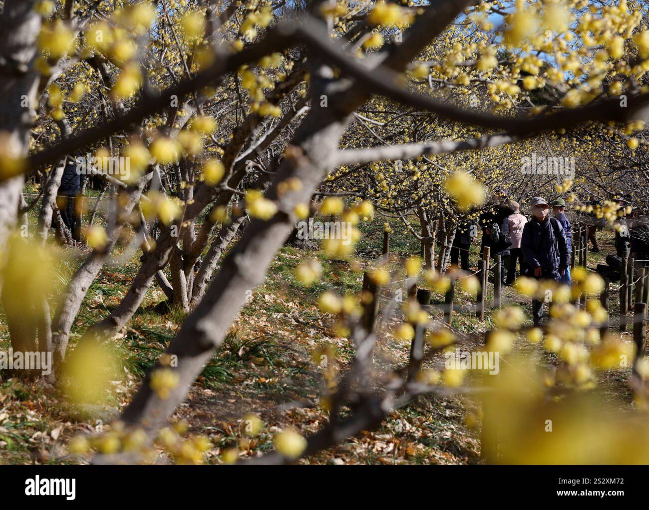 Yellow flowers of Wintersweet (Chimonanthus praecox) are in full bloom ...