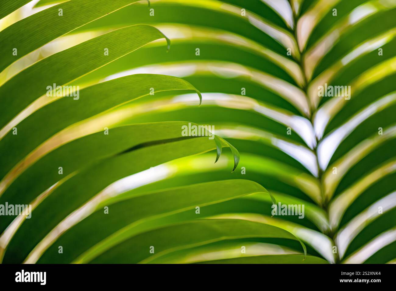 Palm leaf frond, backlit by sun, green tropical foliage, rainforest ...