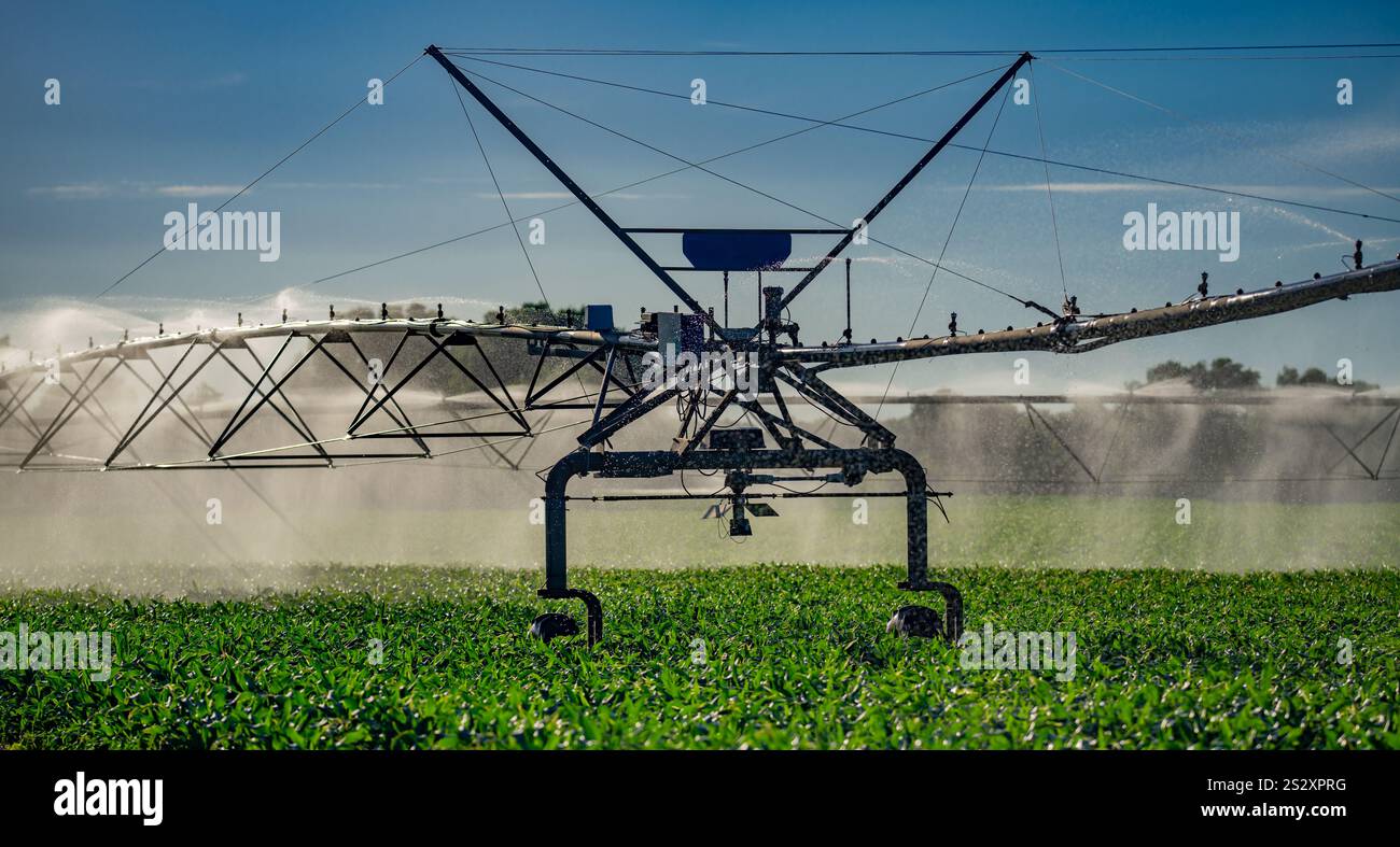 Irrigation system is watering large alfalfa field. Automatic Sprinkler ...