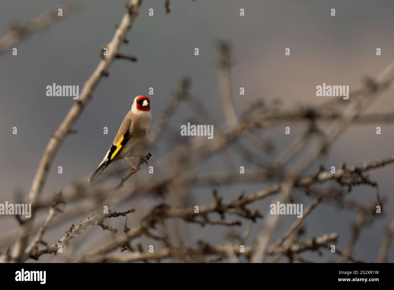 European goldfinch hi-res stock photography and images - Alamy