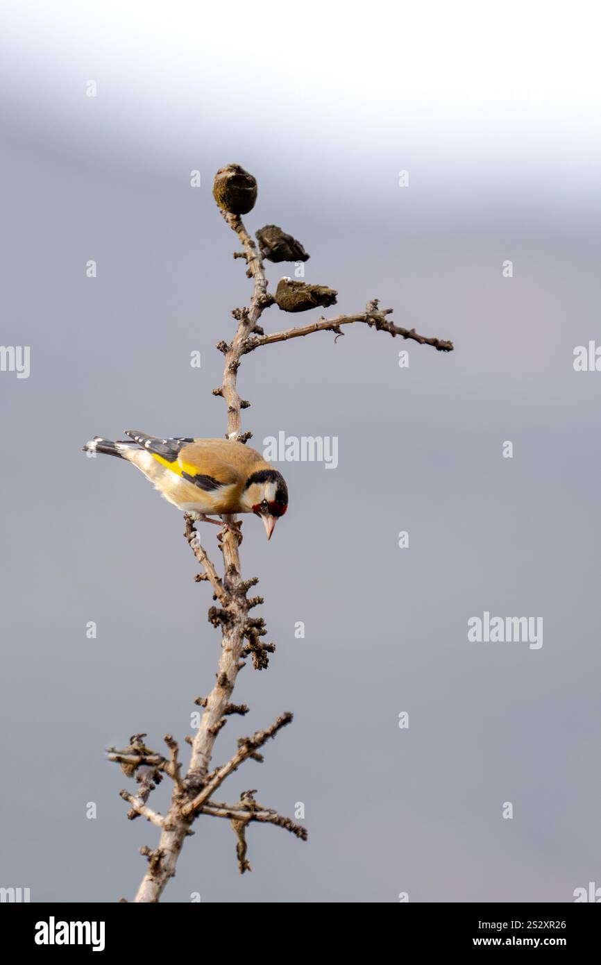European goldfinch hi-res stock photography and images - Alamy