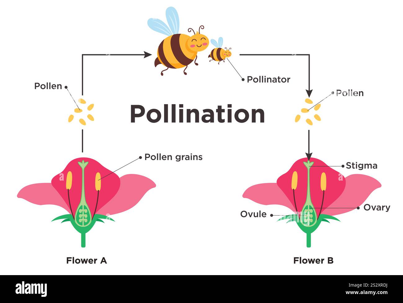 Flower pollination diagram clipart design. Flowers reproduction infographic clip art with flora ...