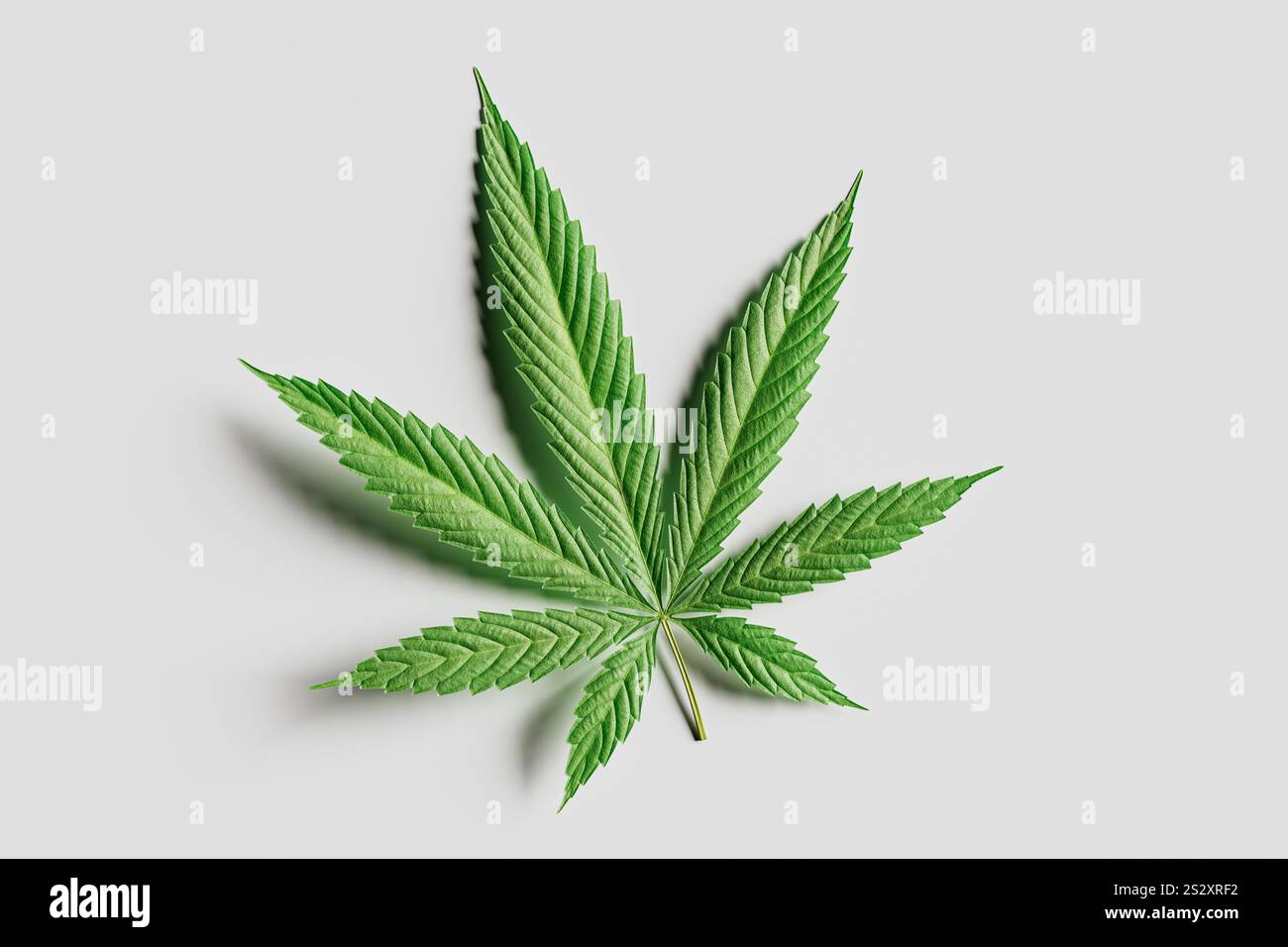 Cannabis leaf imagery hi-res stock photography and images - Alamy
