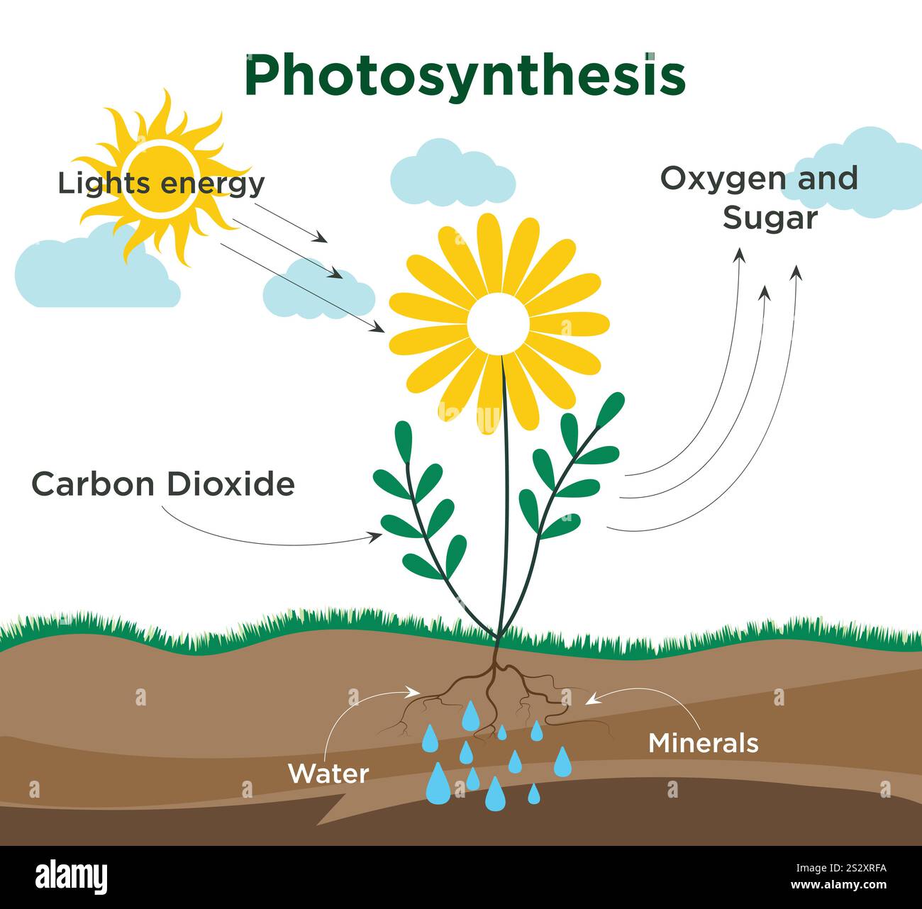 Photosynthesis plant diagram clipart design. Science photosynthesis ...