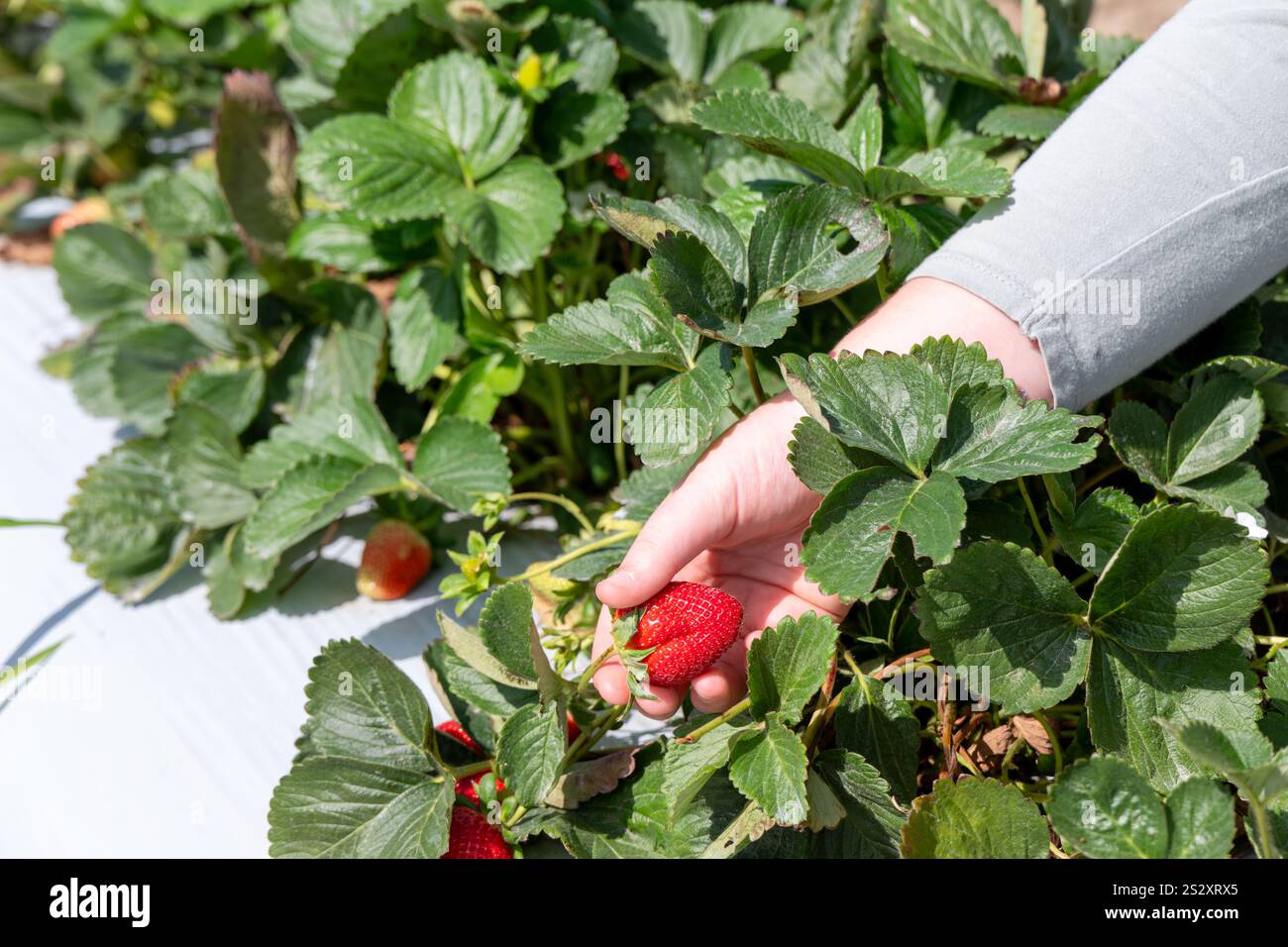 Strawberry strawberries farm farming, pick your own, person hand ...