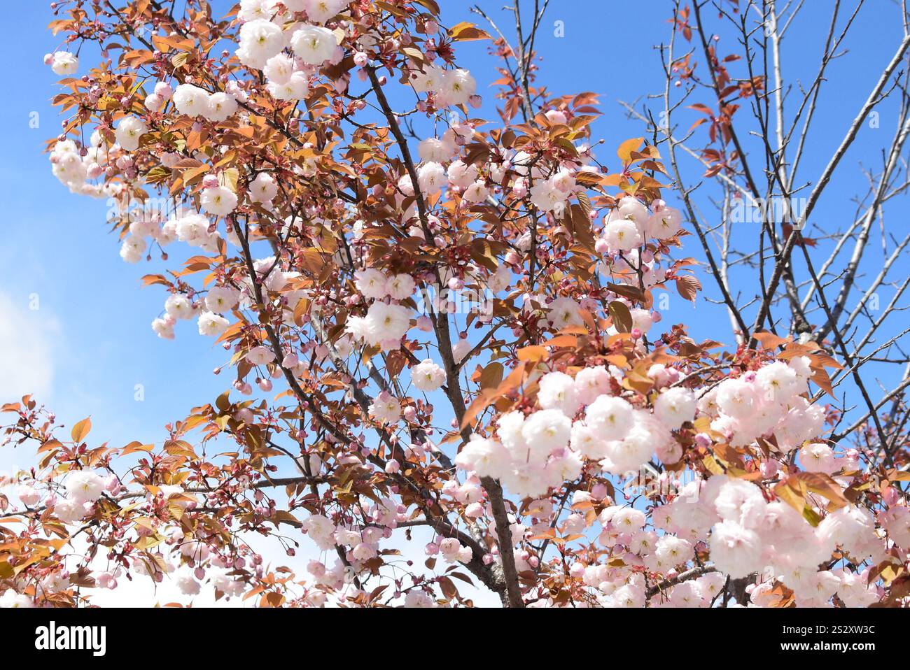Prunus shirofugen tree hi-res stock photography and images - Alamy
