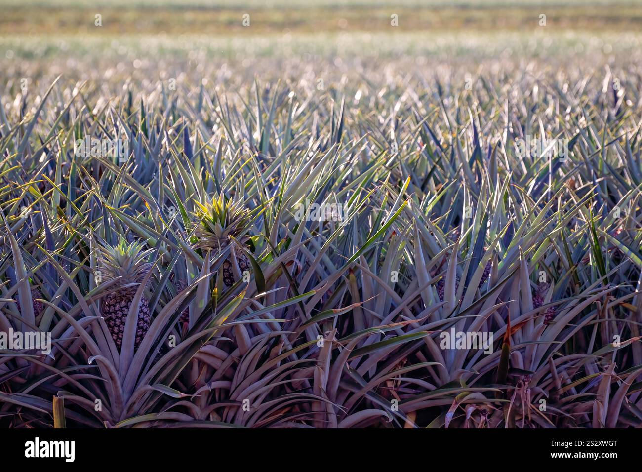 Pineapple plantation farm, tropical fruit grow growing agriculture ...