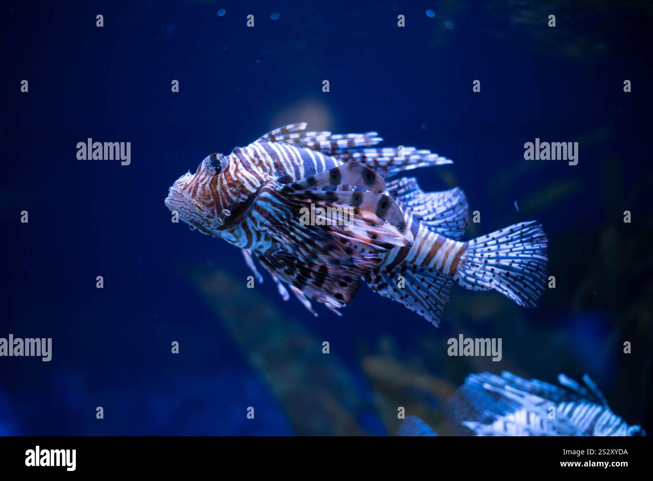 Antenna lionfish close-up. Pterois antennata in an aquarium Stock Photo ...