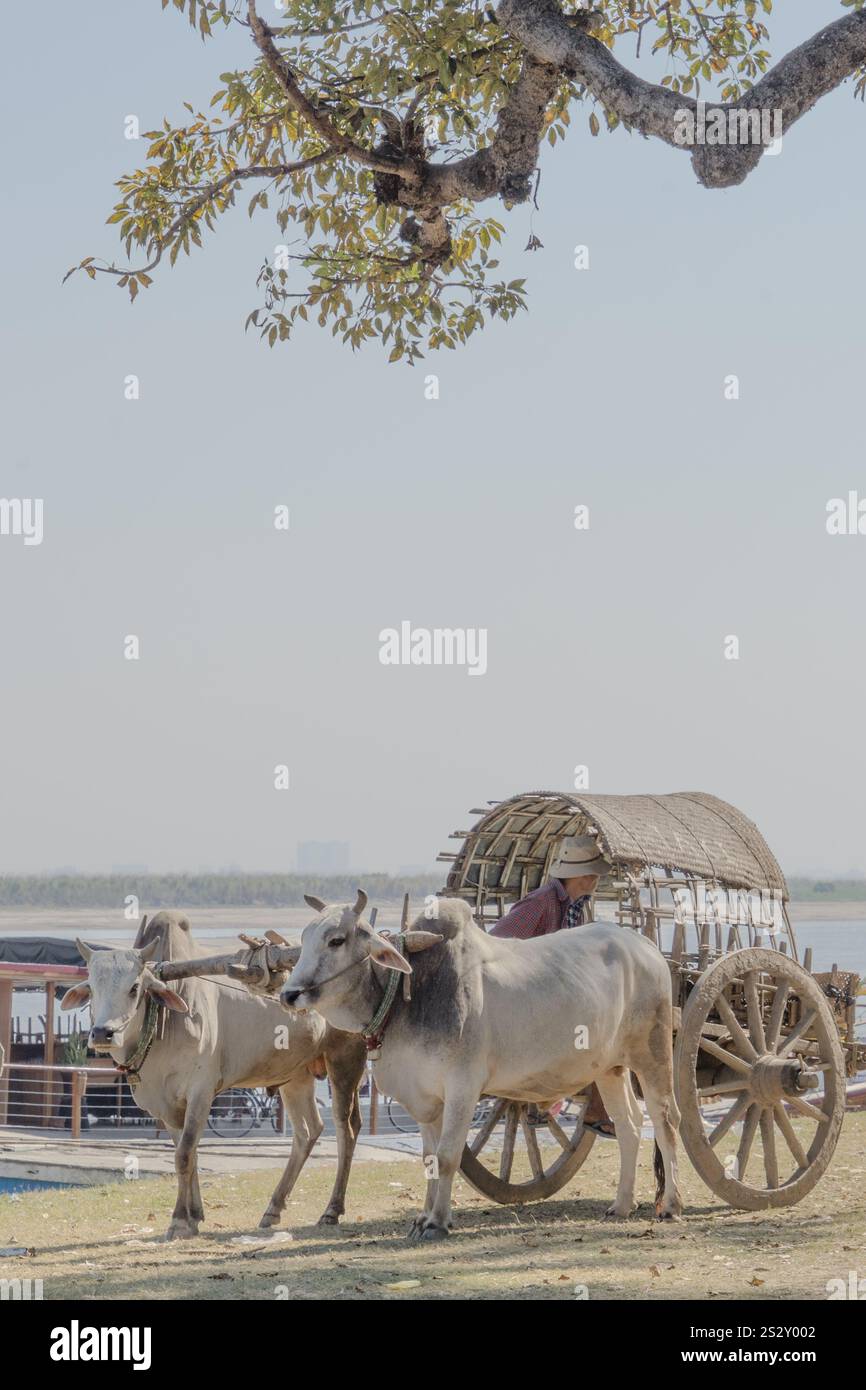Traditional Ox Cart Near a Riverside in Myanmar Stock Photo - Alamy