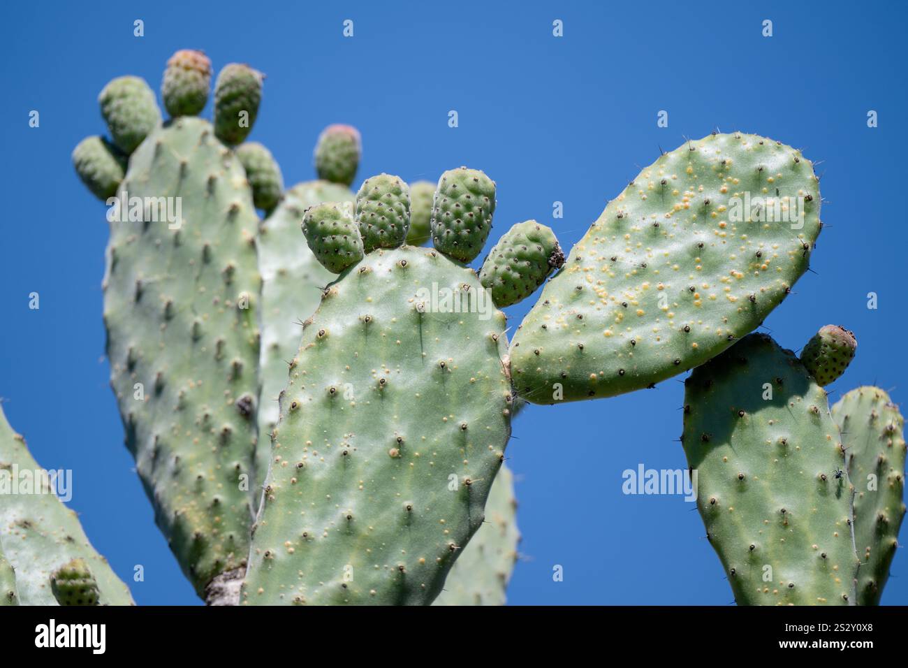 Prickly pear cactus, Opuntia, flower and fruit, desert arid dry climate ...
