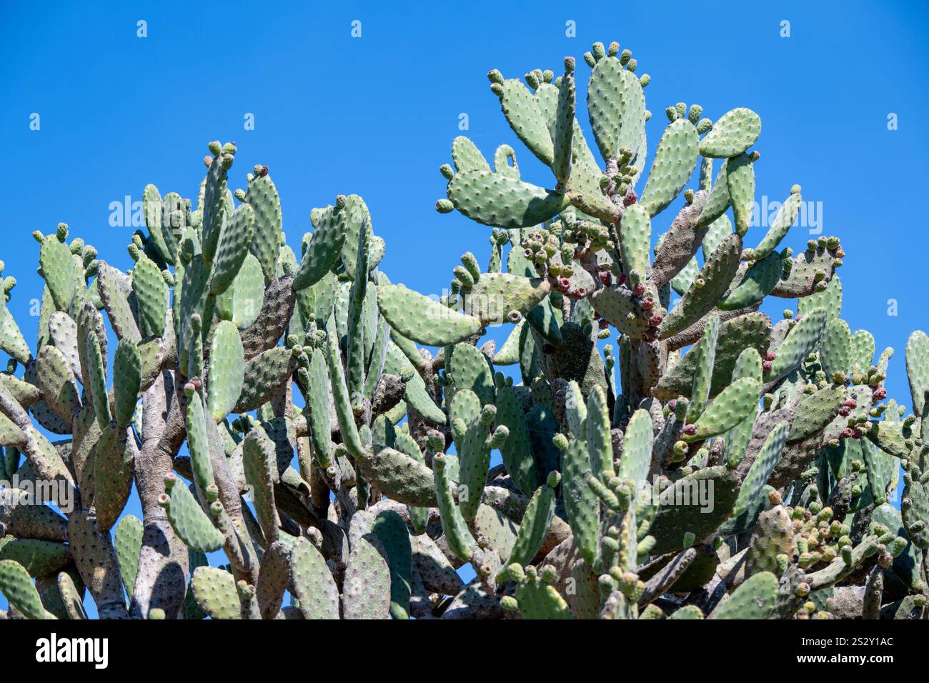 Prickly pear cactus, Opuntia, flower and fruit, desert arid dry climate ...