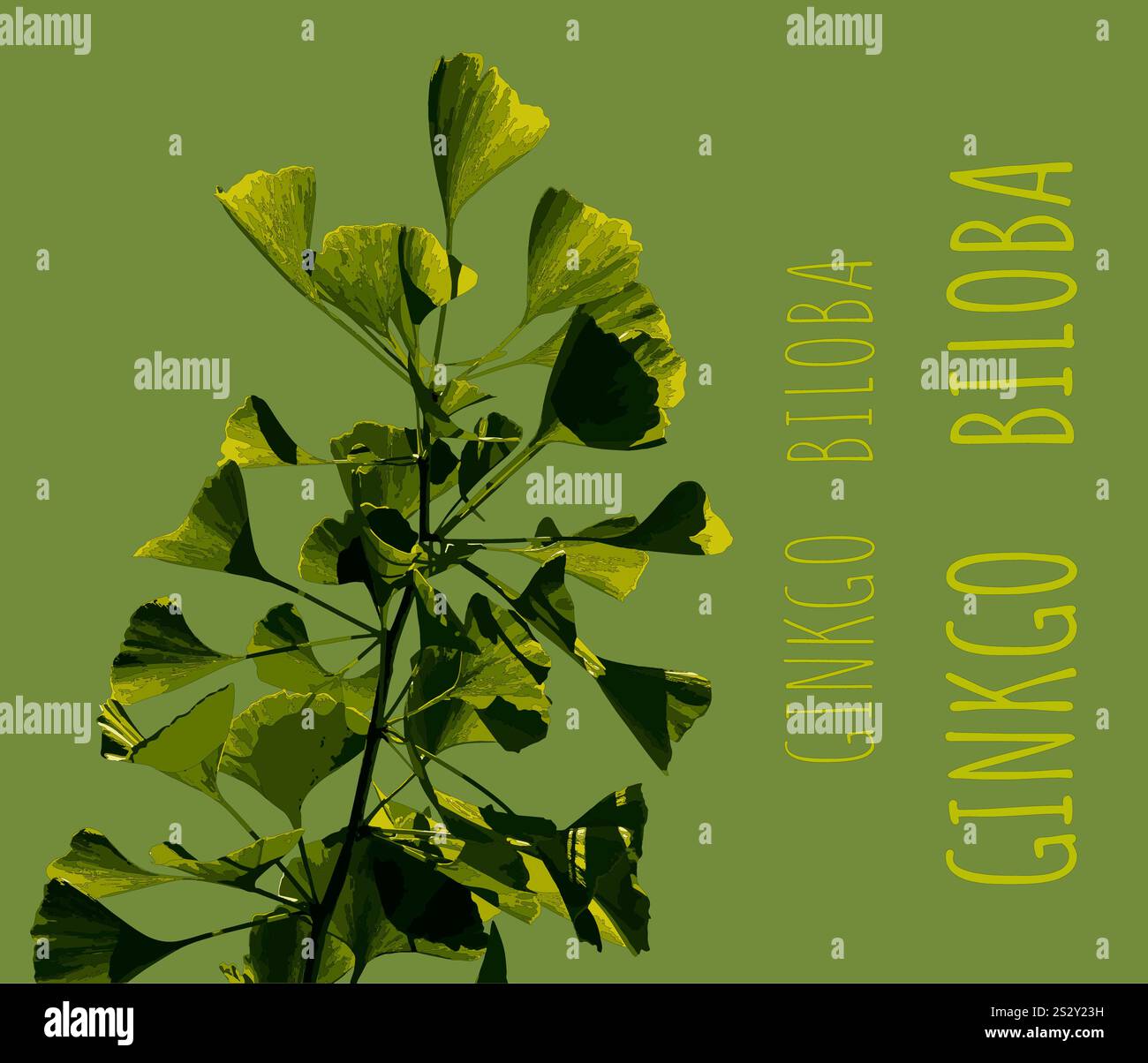 Illustration of fresh bright green ginkgo biloba leaves. Branch of a ...