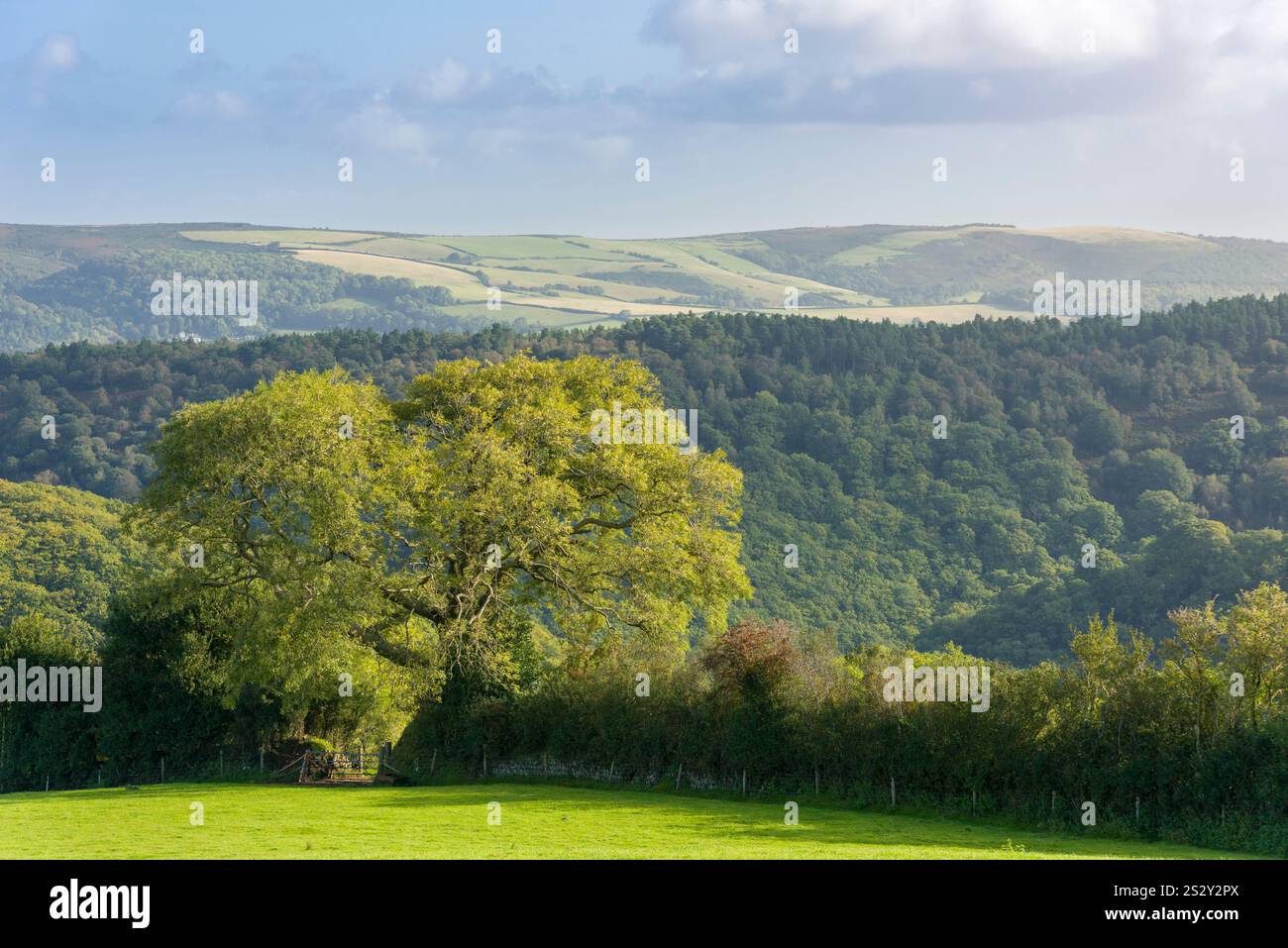 A Common Ash (Fraxinus excelsior) tree above Horner Water Valley with ...