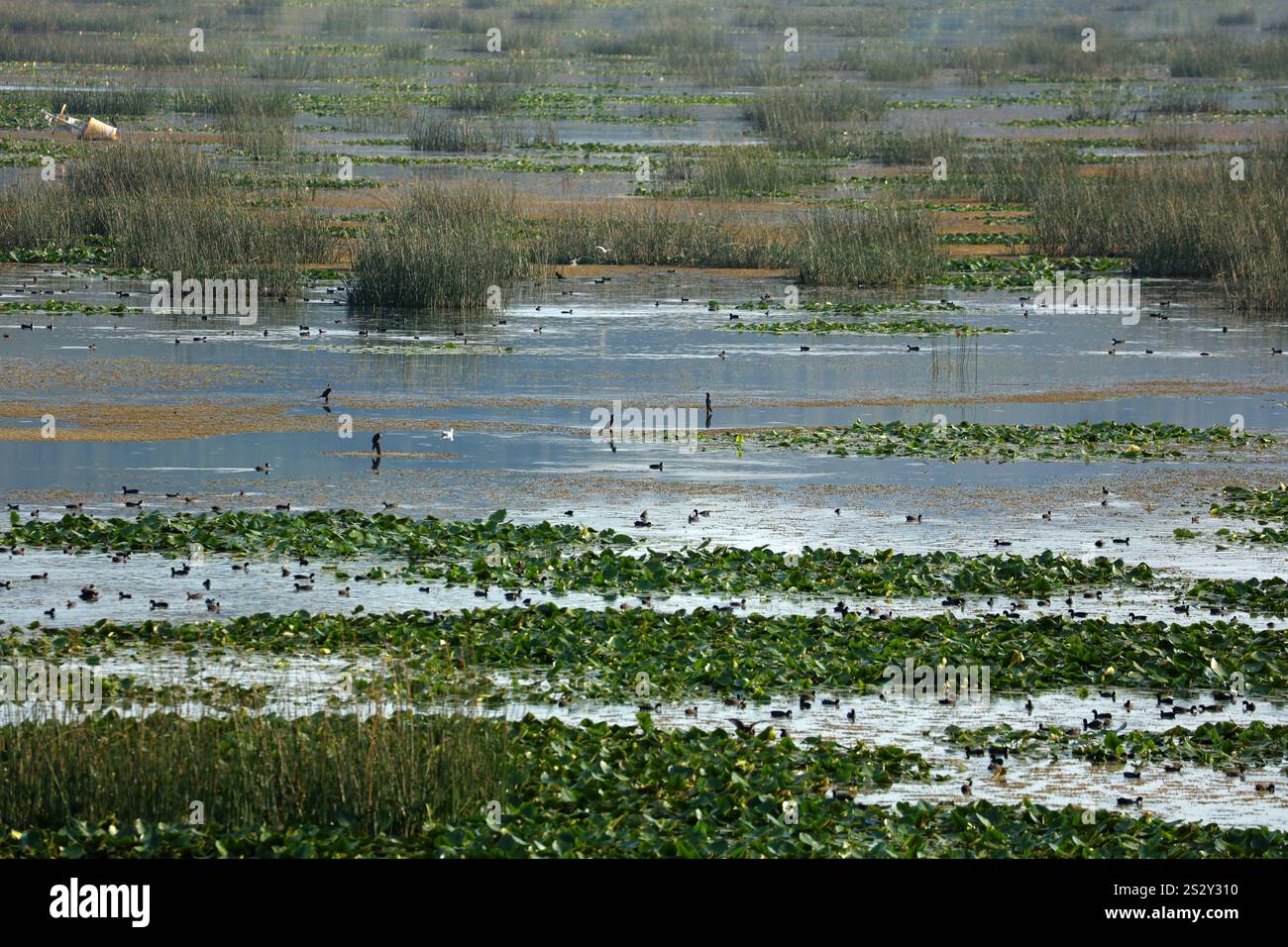 Landscape of Lake Skadar in Albania Stock Photo - Alamy