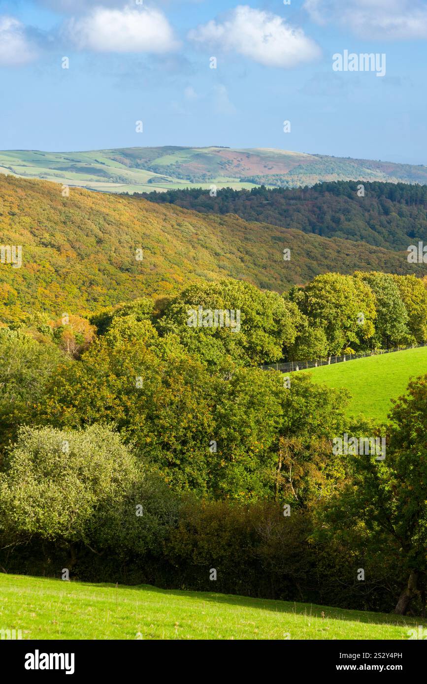 The Horner Wood in autumn above the valley of Horner Water with North ...