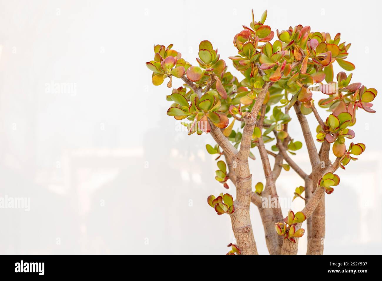 Crassula ovata thick stem in bonsai shape on white background with ...