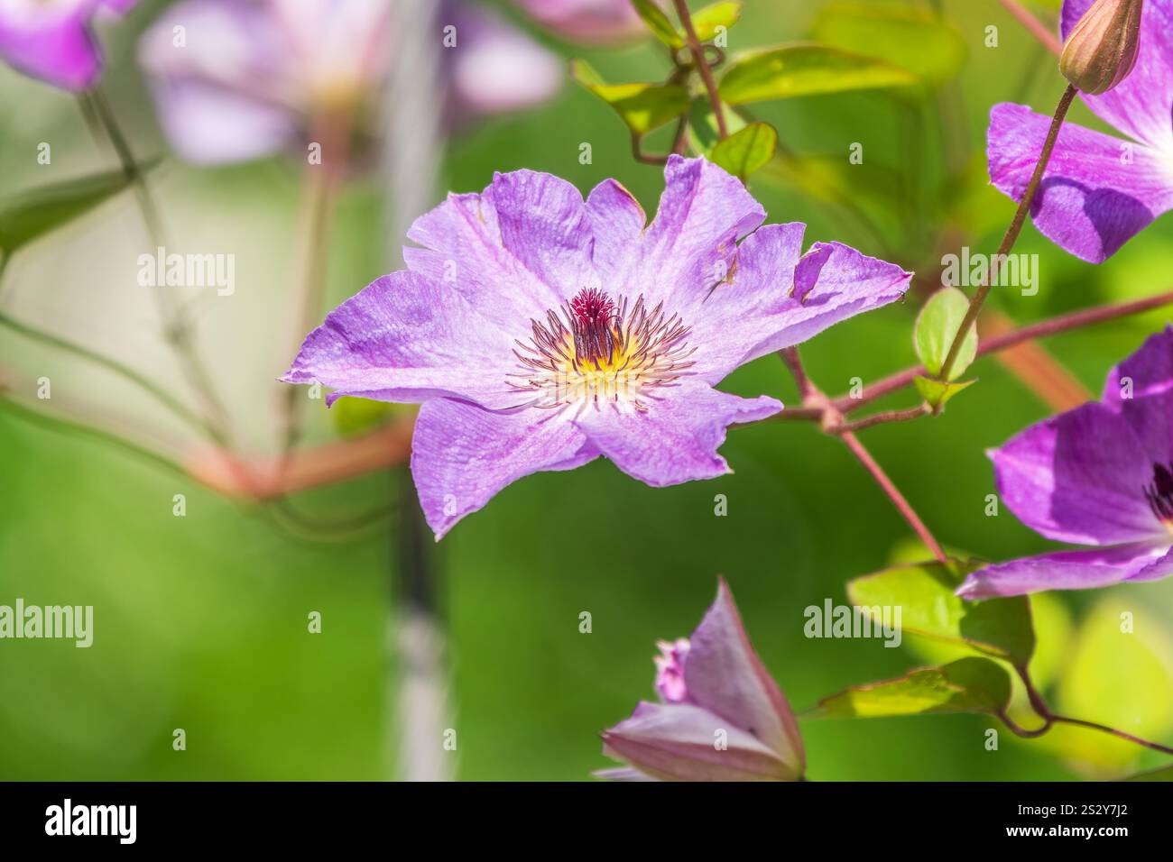 Clematis macropetala hi-res stock photography and images - Alamy