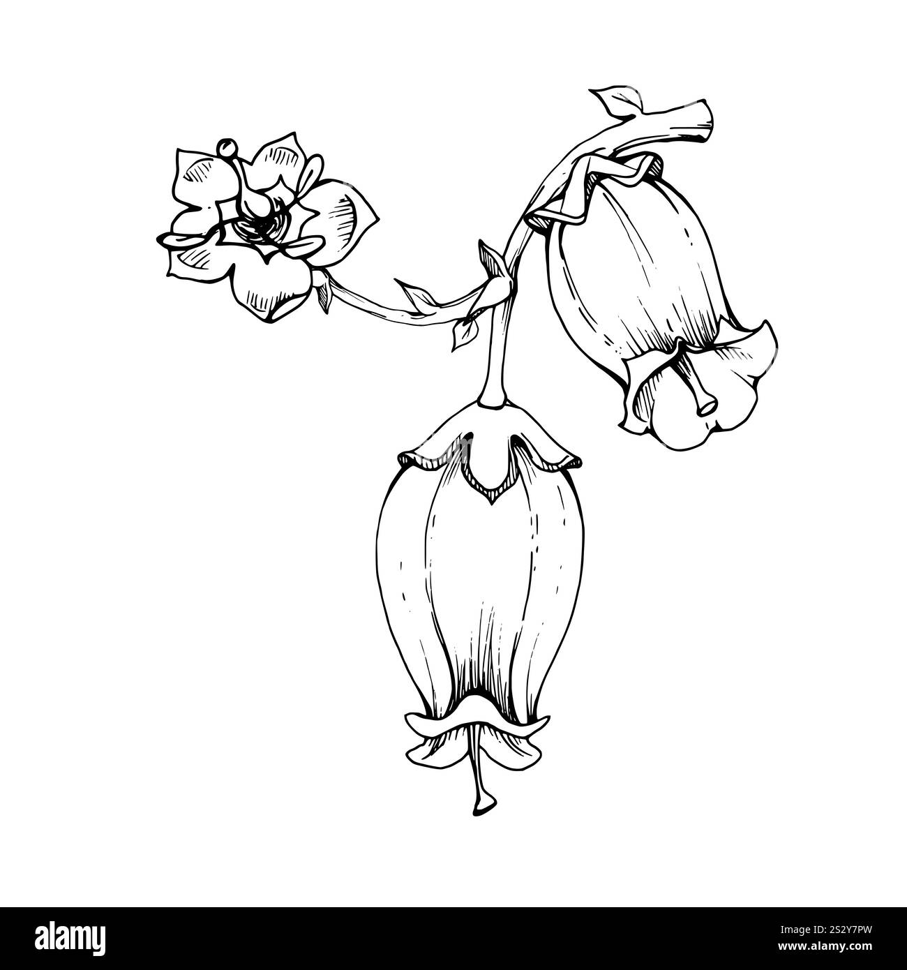 Blueberry white bell flower, bud on branch, hand drawn in ink vector ...