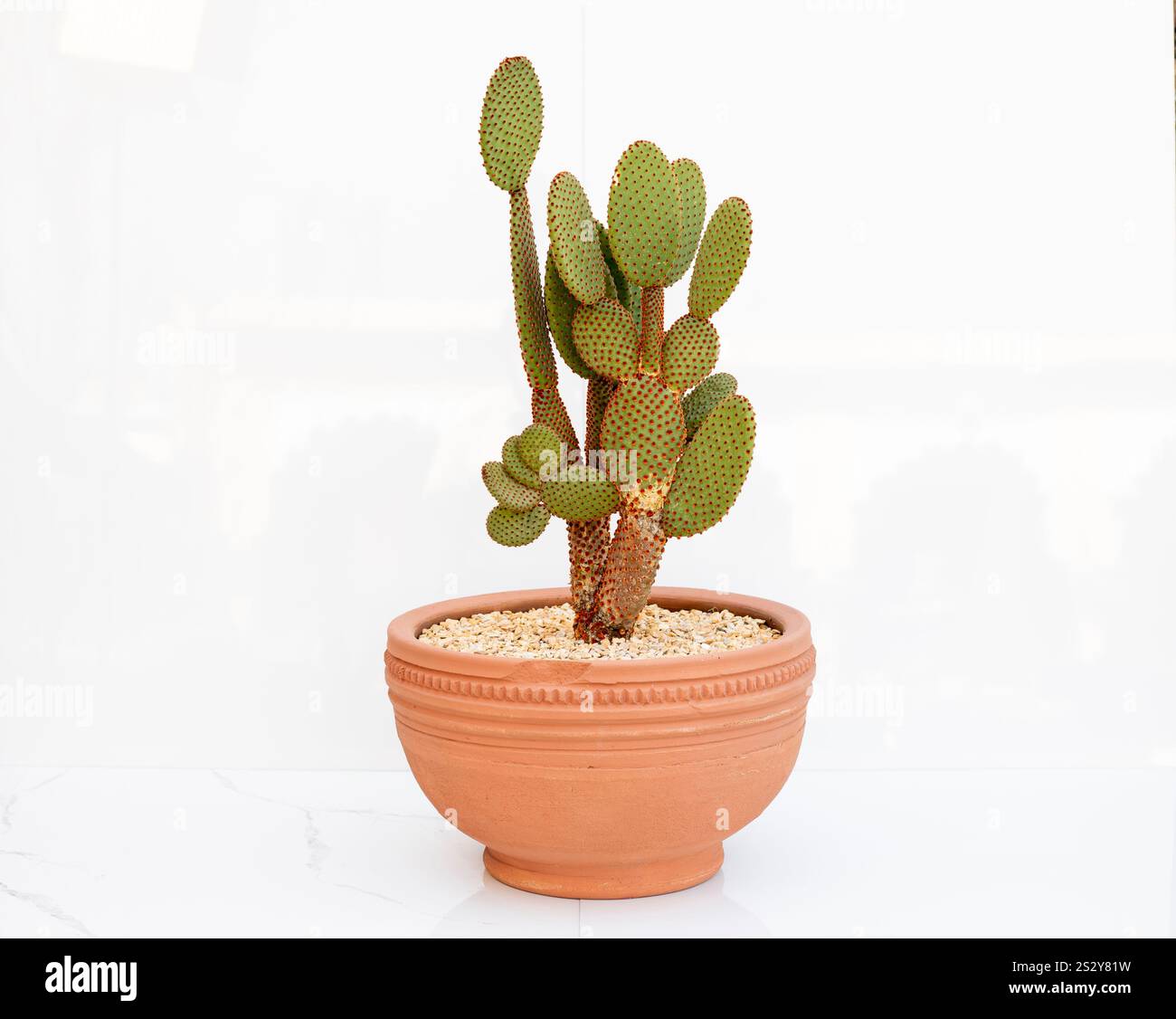 Orange bunny ears cactus Opuntia microdasys plant in a clay pot on ...