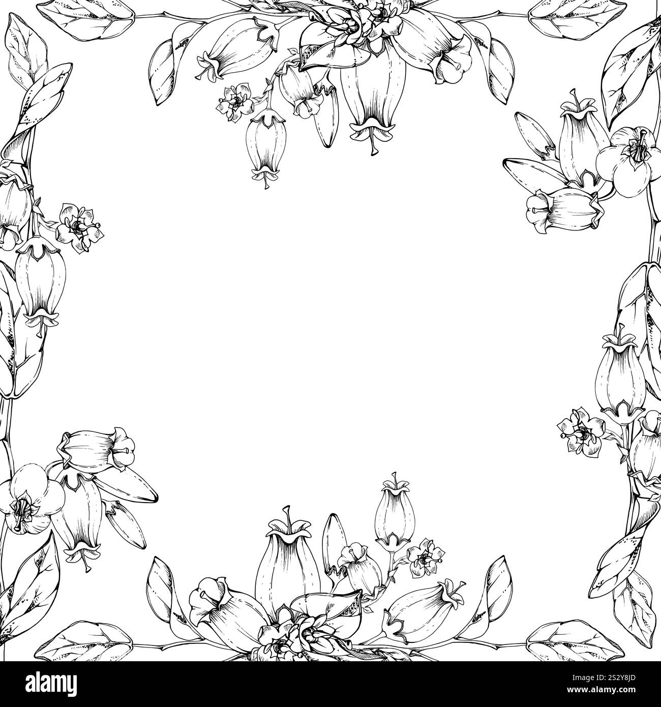 Blueberry white line bell flower and bud with plant leaves on branches ...