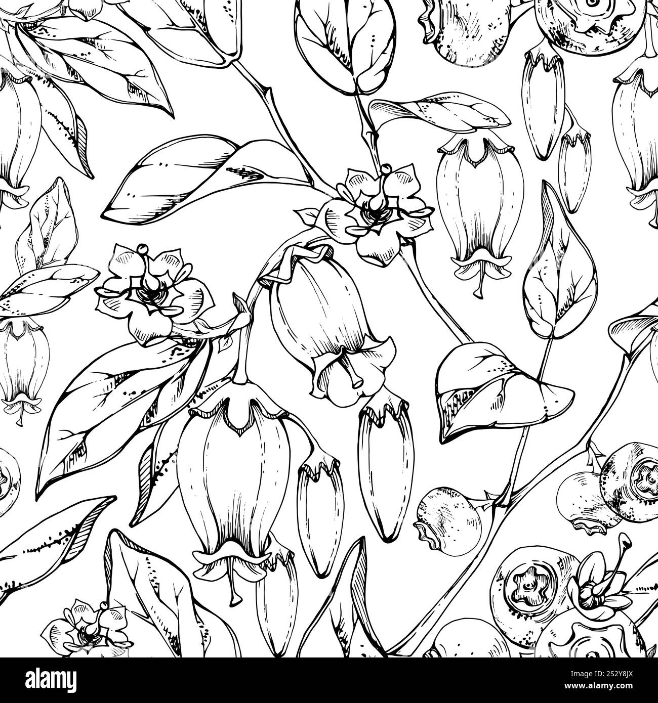 Blackberry blueberry line white bell flowers buds, plant leaves, hand ...