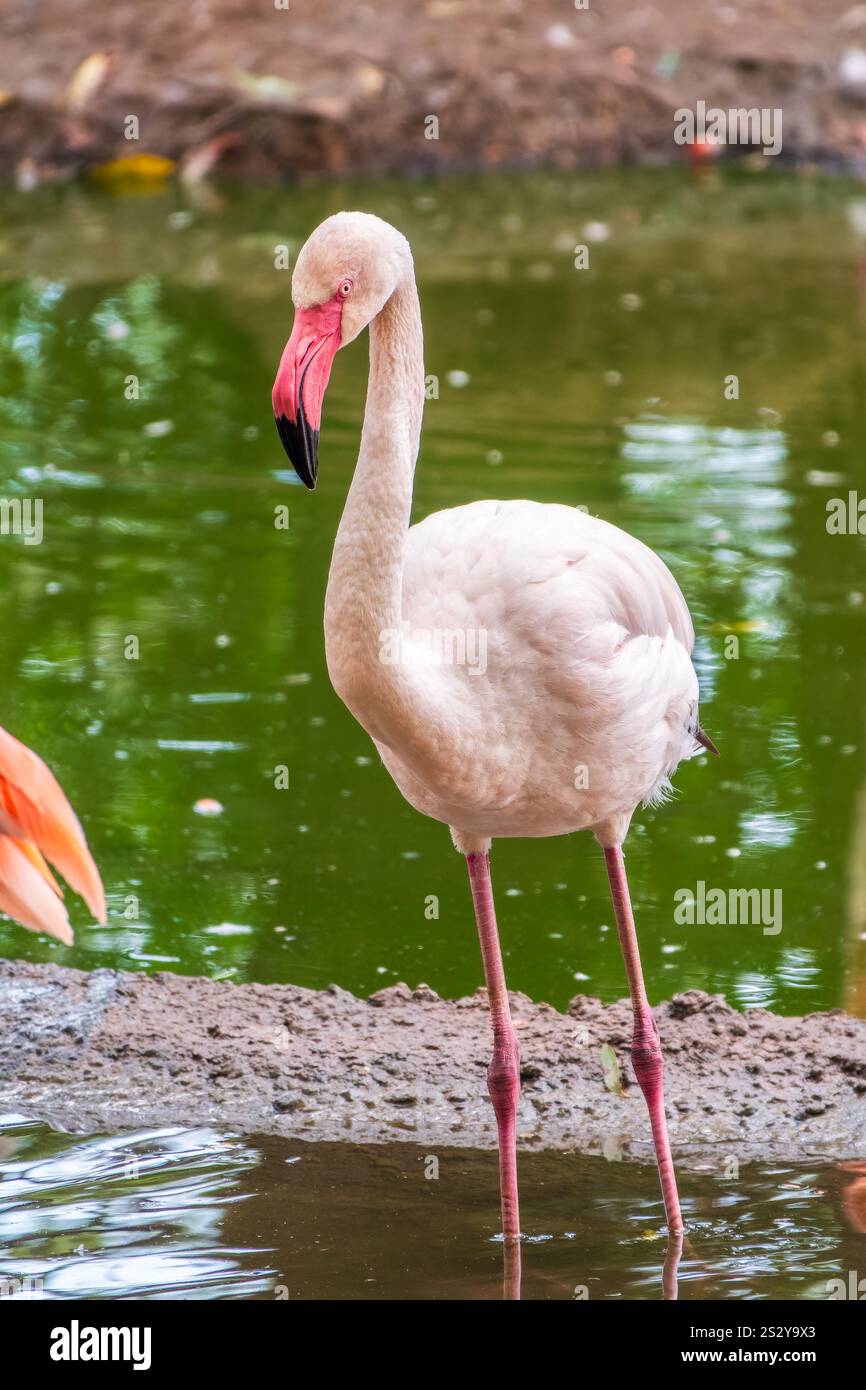 The greater flamingo, Phoenicopterus roseus, standing in water on lake ...