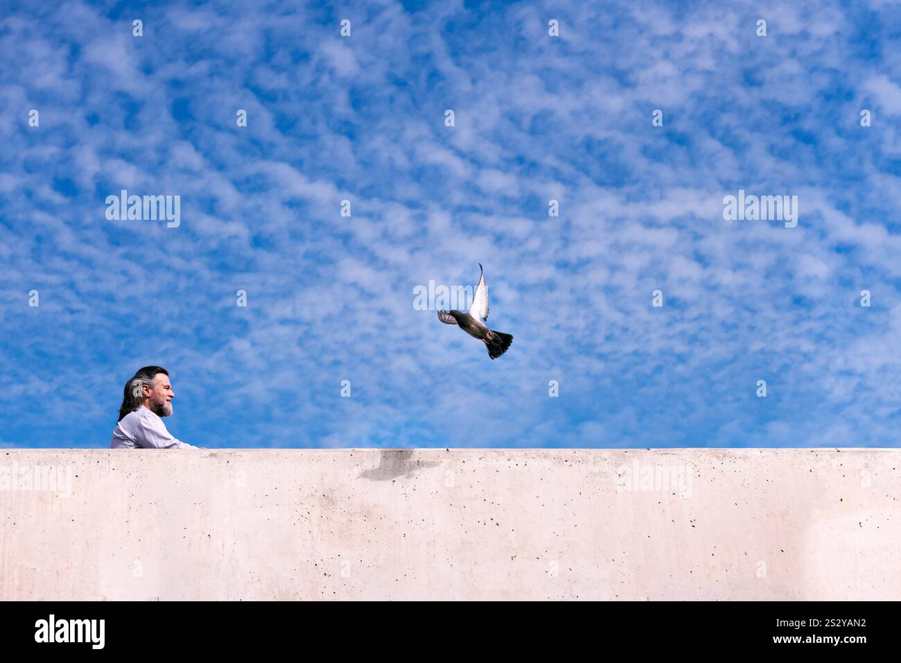 mature male with beard observing flying pigeon Stock Photo - Alamy