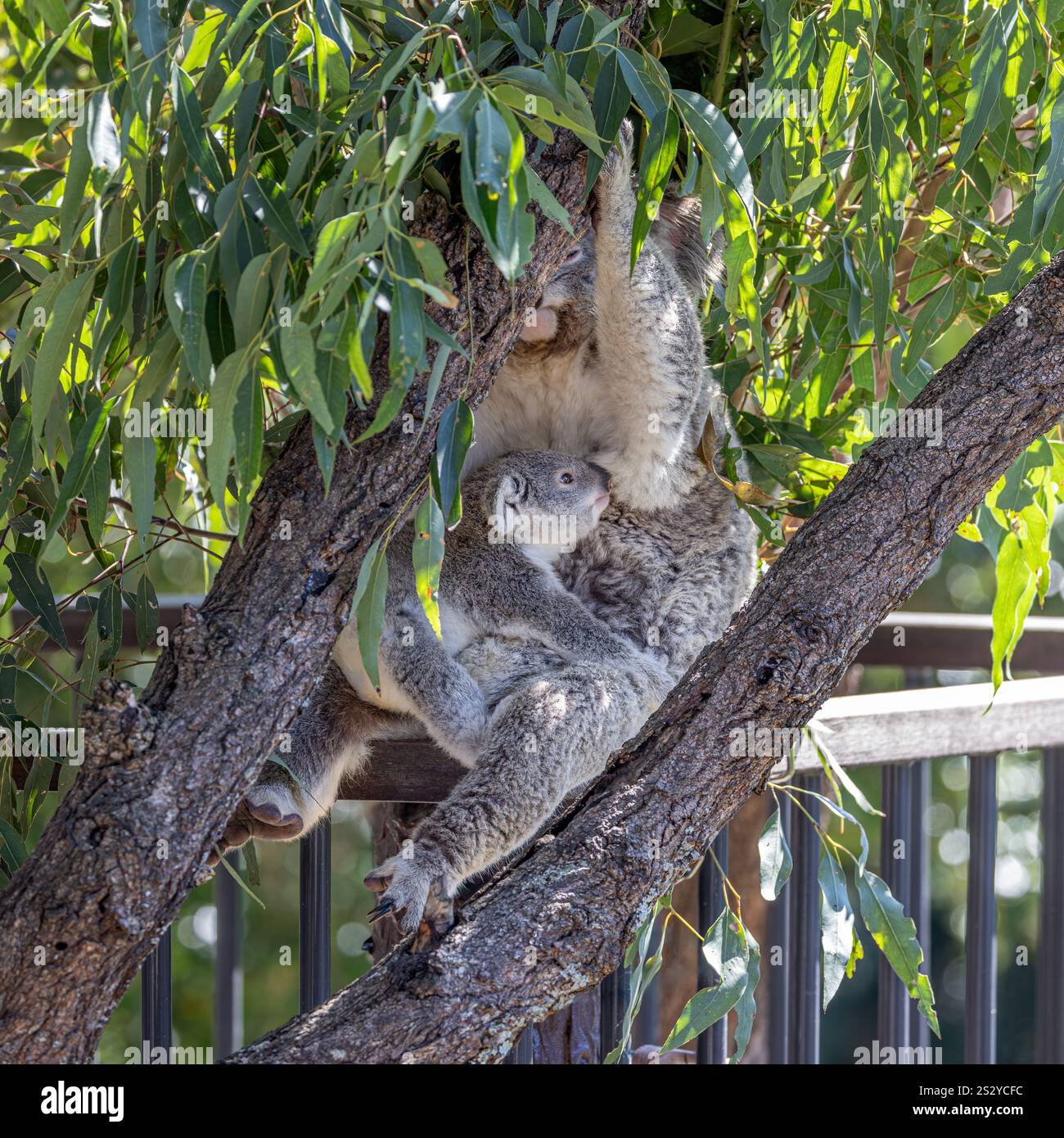 Close-up of a Koala (Phascolarctos cinereus), a joey on its lap, holding on to an eucalyptus ...