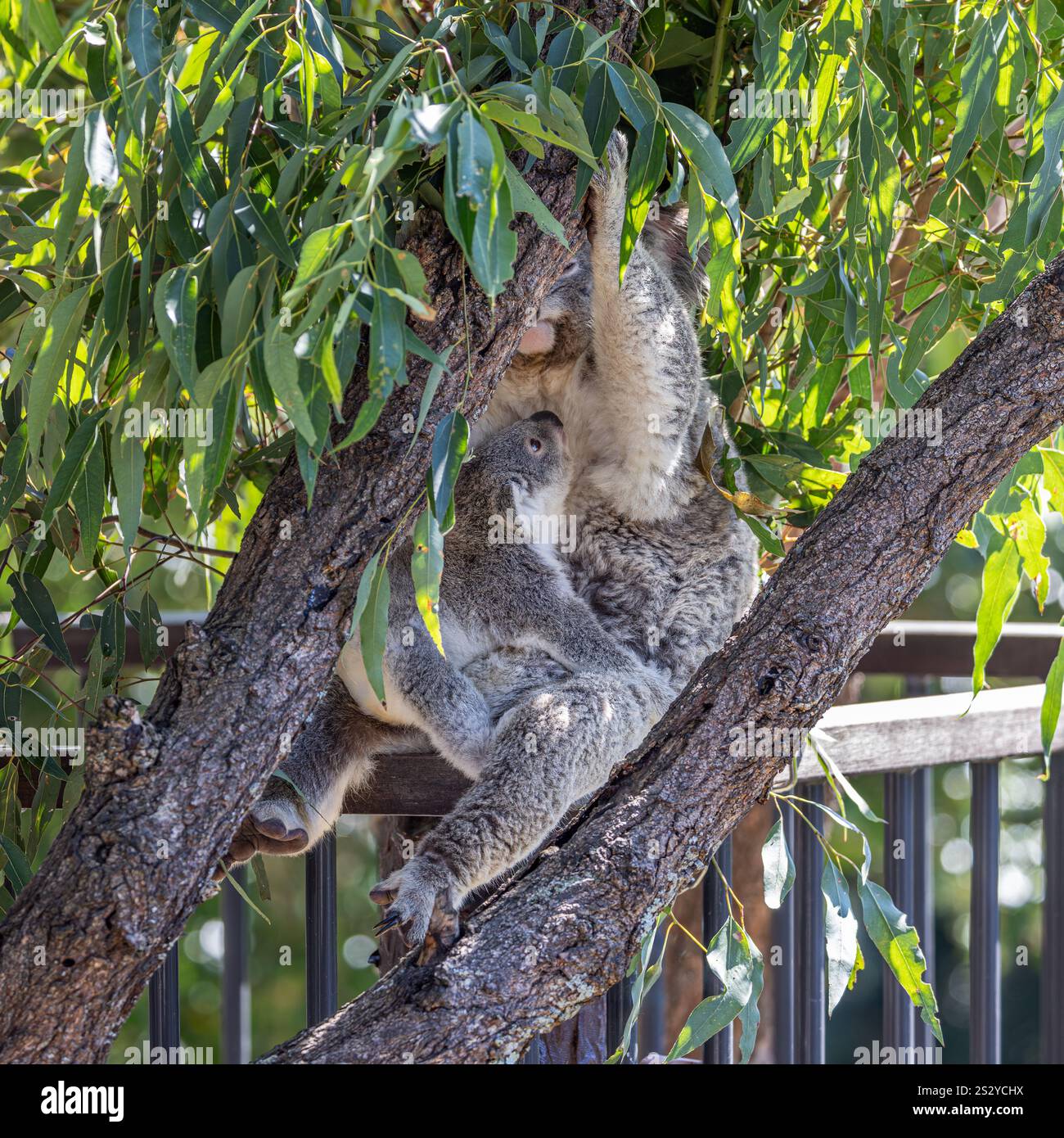 Close-up of a Koala (Phascolarctos cinereus) joey looking up to its mother, while holding on to ...