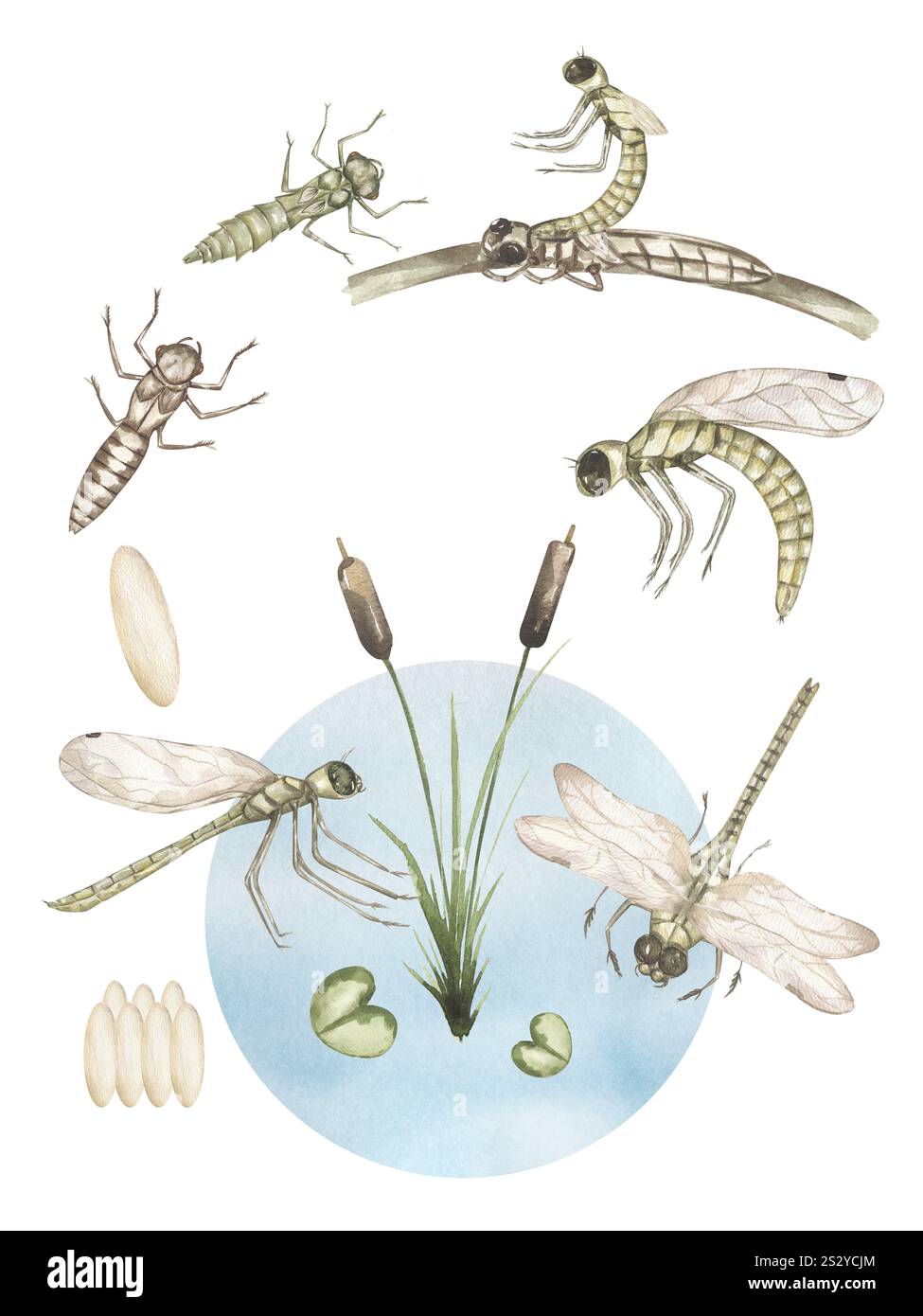 watercolor hand drawn dragonfly life cycle illustration poster ...