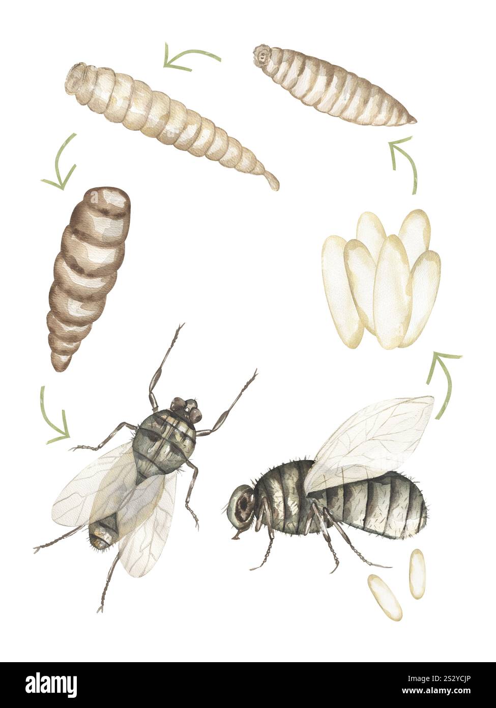 watercolor hand drawn fly life cycle illustration poster, children ...