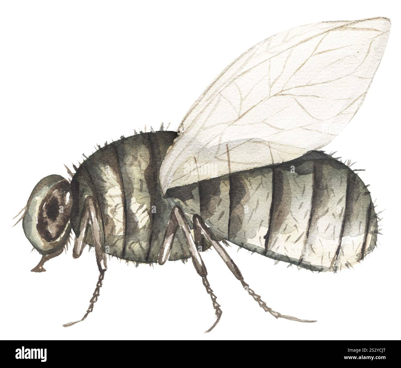 watercolor hand drawn fly illustration, children educational clipart ...