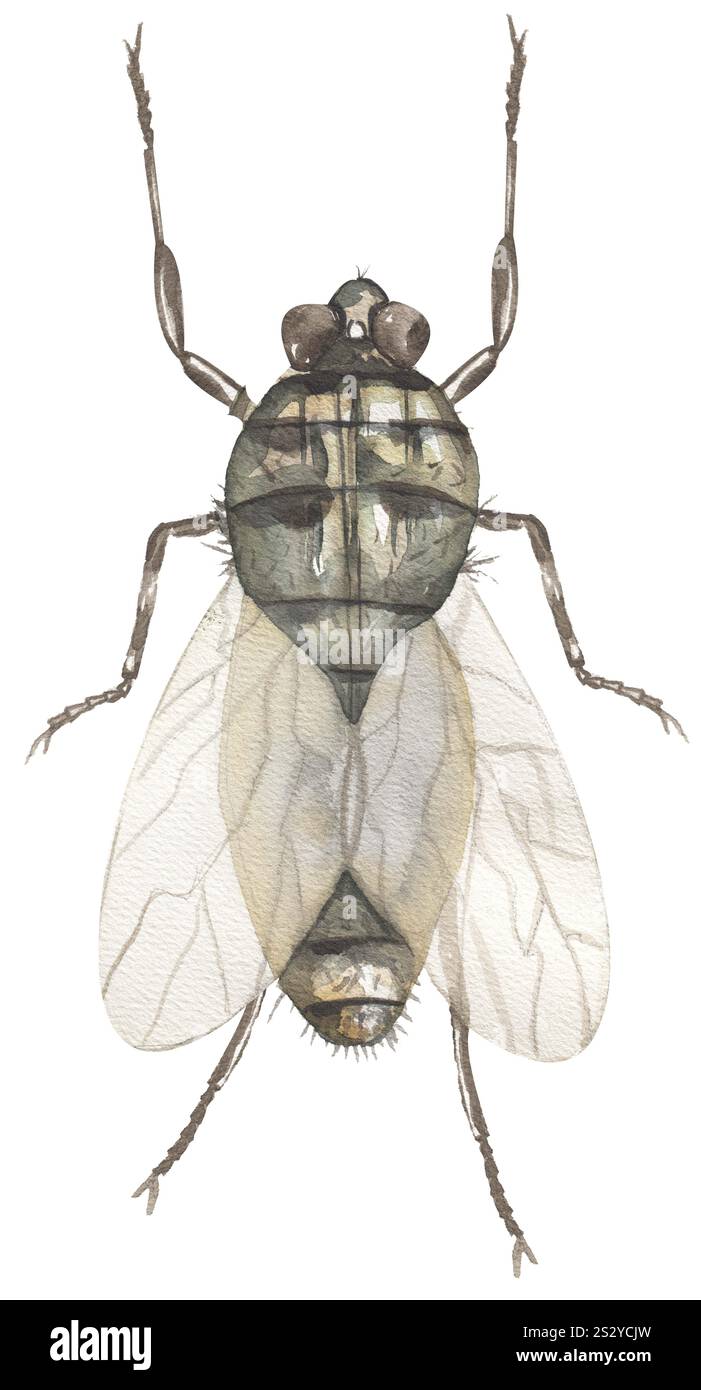 watercolor hand drawn fly illustration, children educational clipart ...