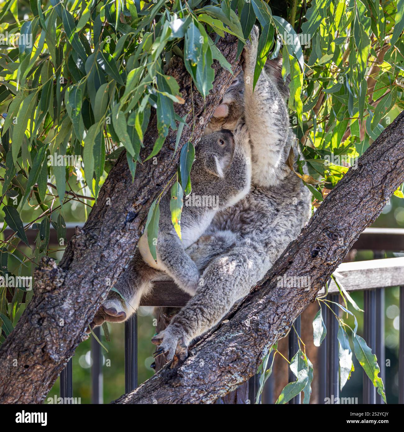 Close-up of a Koala (Phascolarctos cinereus) joey reaching up to its mother, while holding on to ...