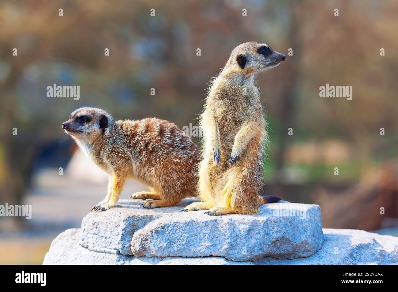 Two meerkats standing on a rock, one meerkat standing upright on its ...