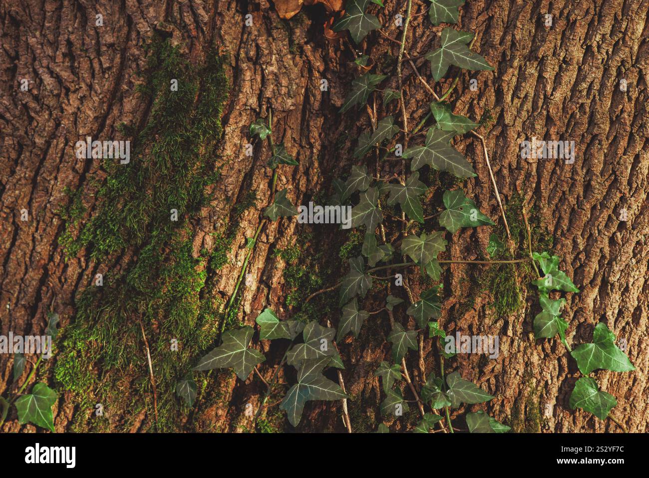 Brown bark of a tree with moss and ivy vines growing on it Stock Photo ...
