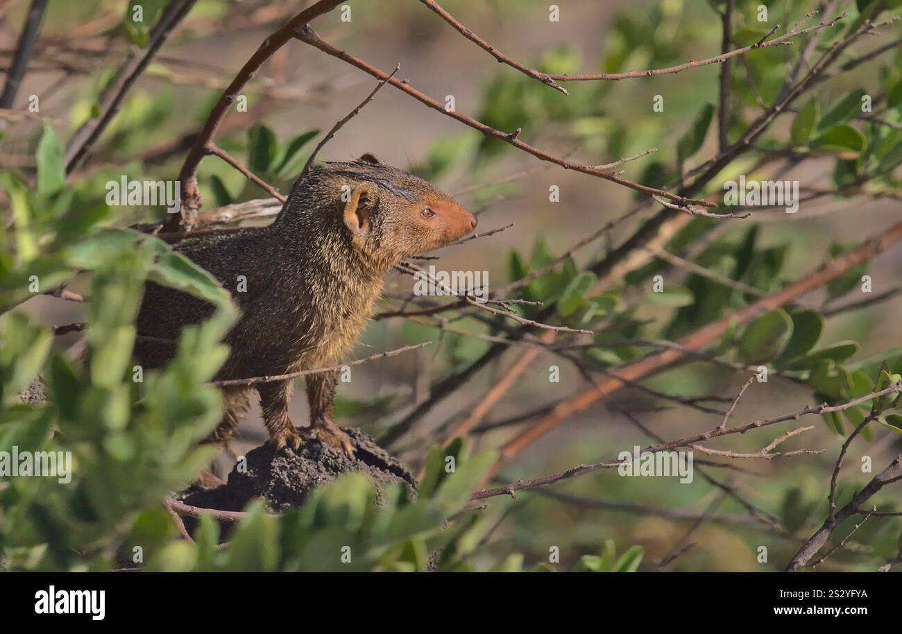 side view of common dwarf mongoose standing alert and watching for ...