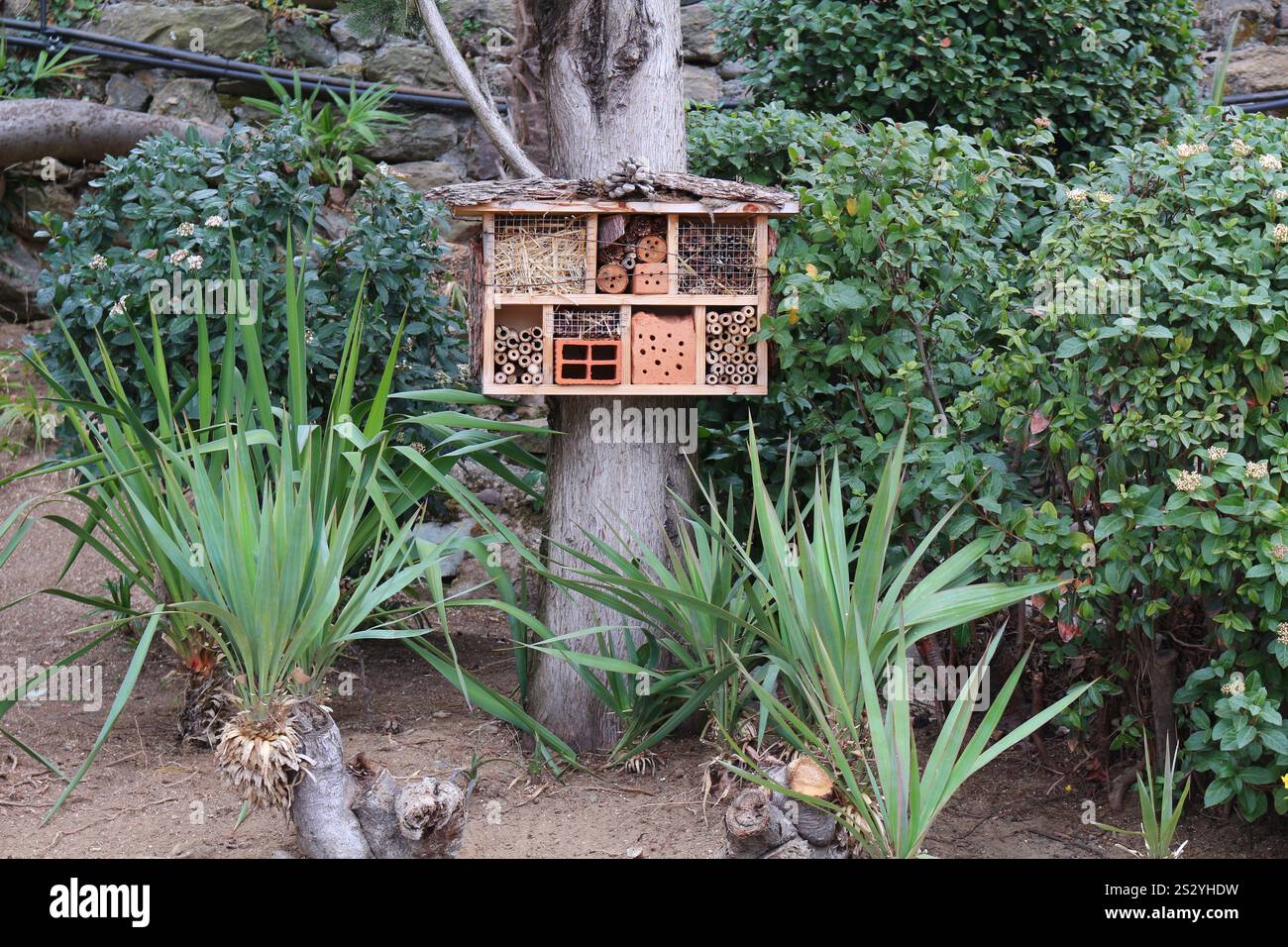 Various species of insects hi-res stock photography and images - Alamy