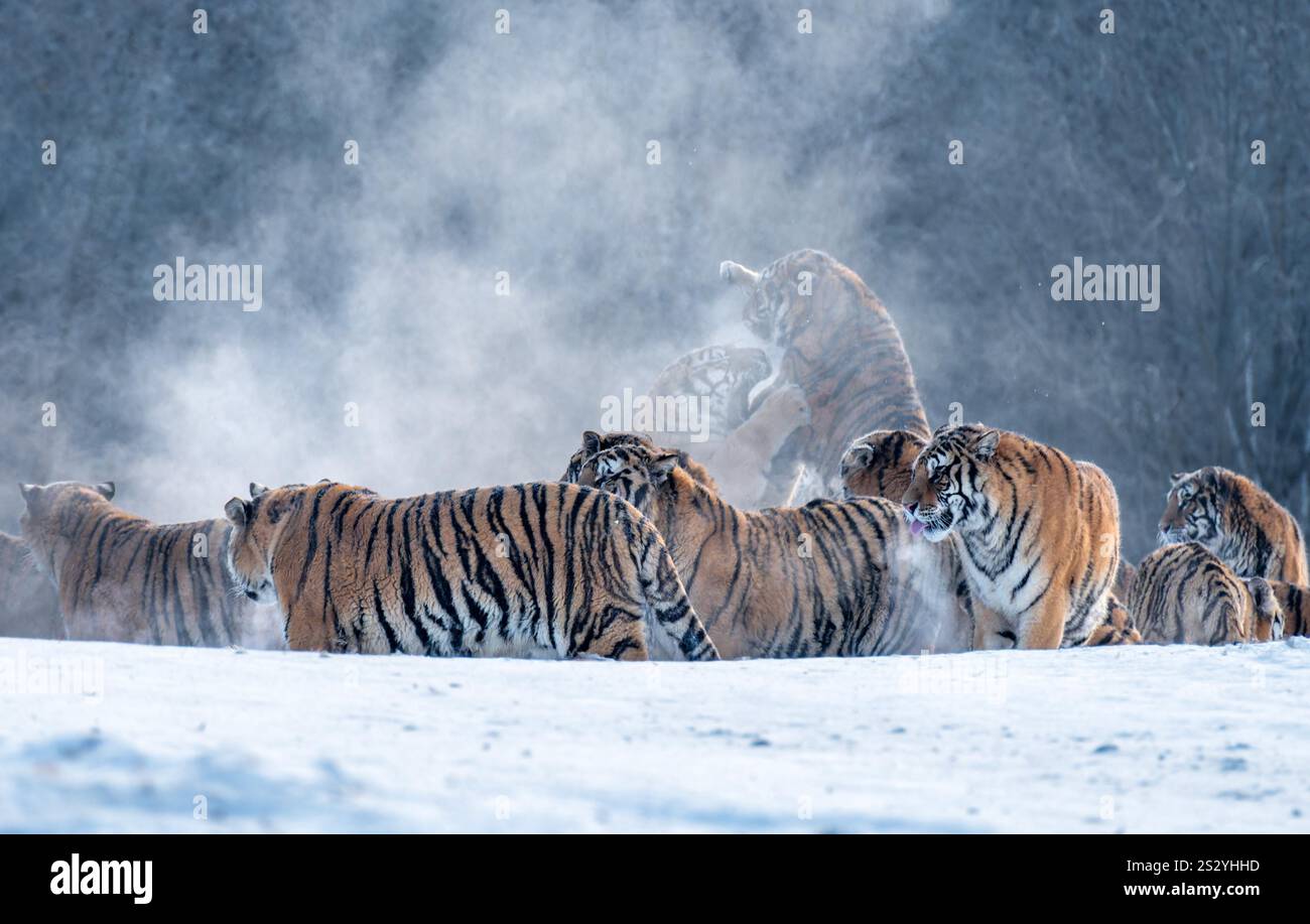 Siberian tigers play in the snow in Mudanjiang City, northeast China's ...