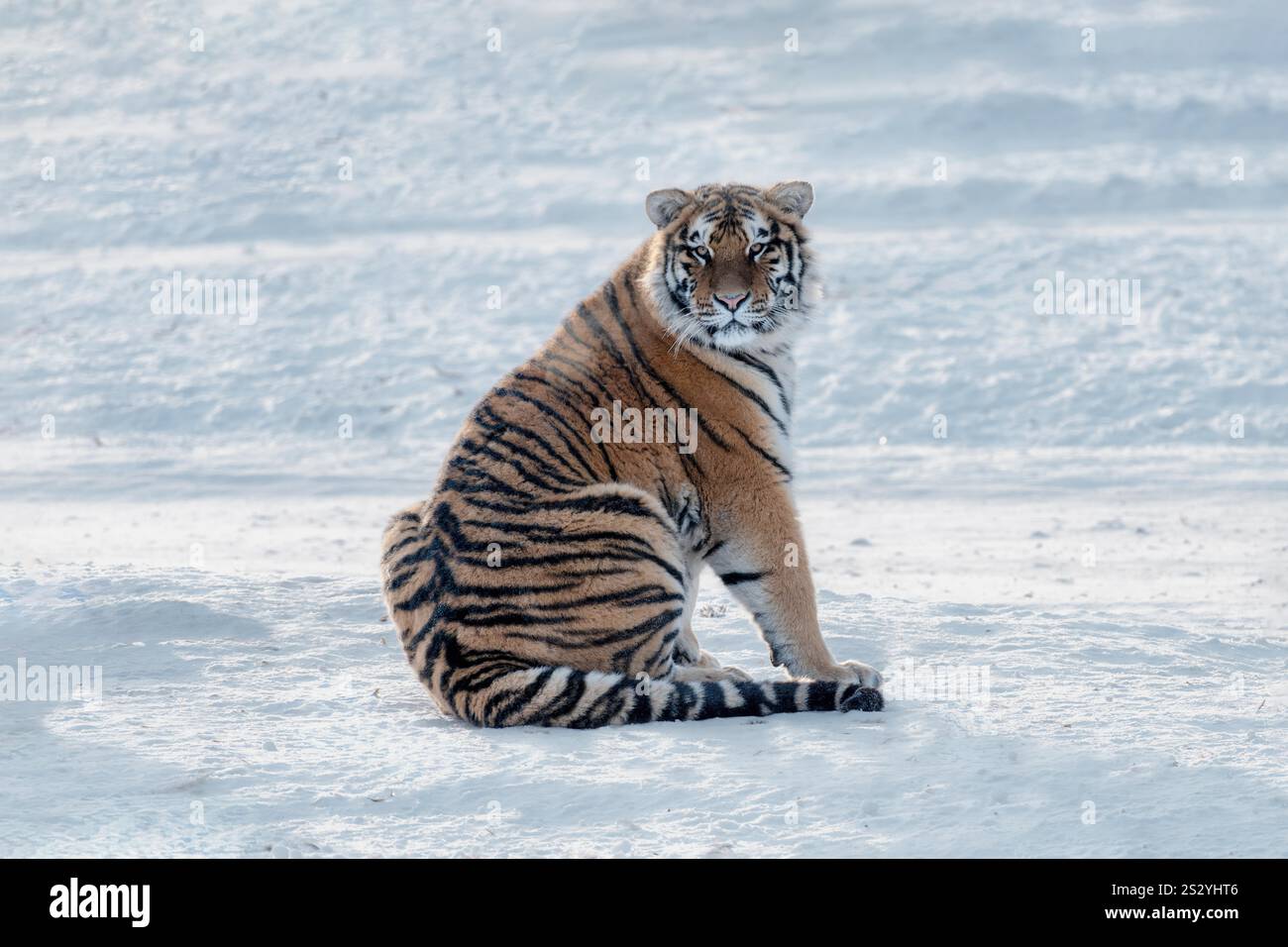 Siberian tigers play in the snow in Mudanjiang City, northeast China's ...