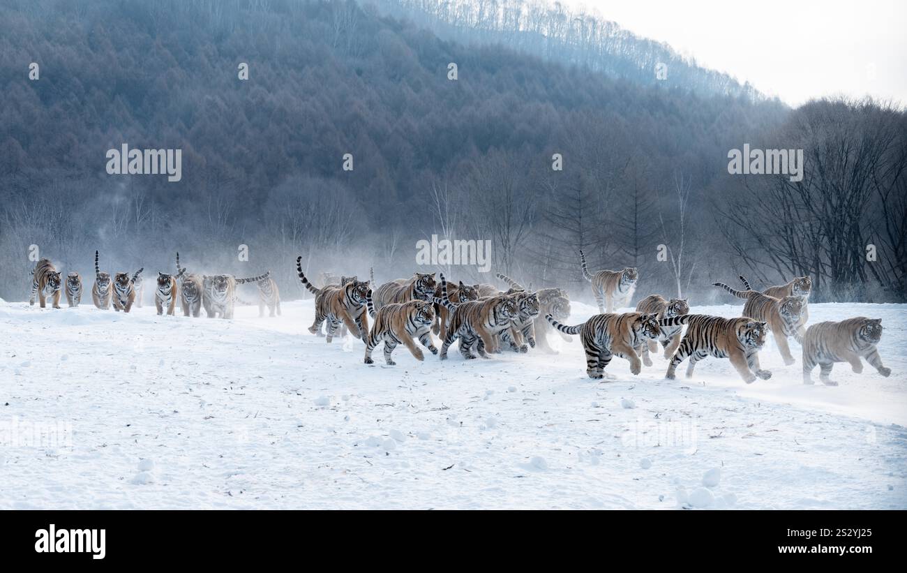 Siberian tigers play in the snow in Mudanjiang City, northeast China's ...