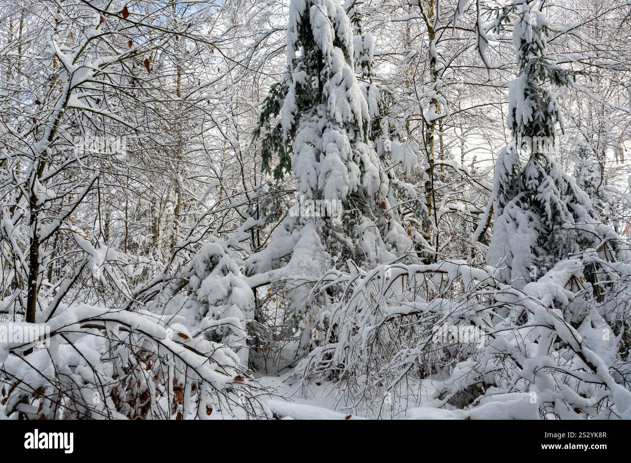 Branches of trees full of snow in a forest Stock Photo - Alamy