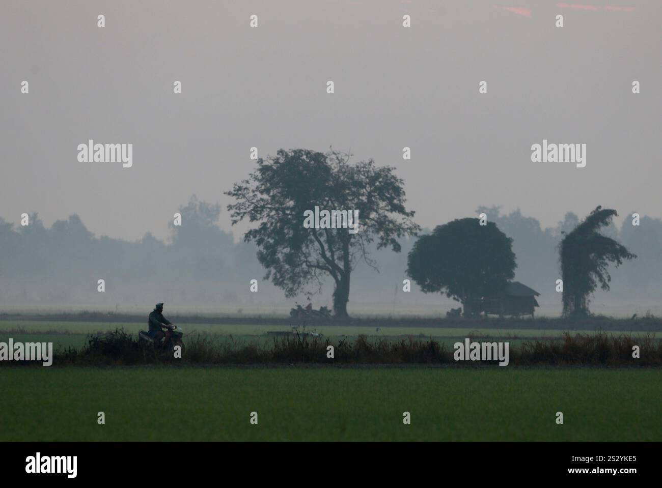 A villager rides a bicycle along a rice field during sun rise in Nakhon ...