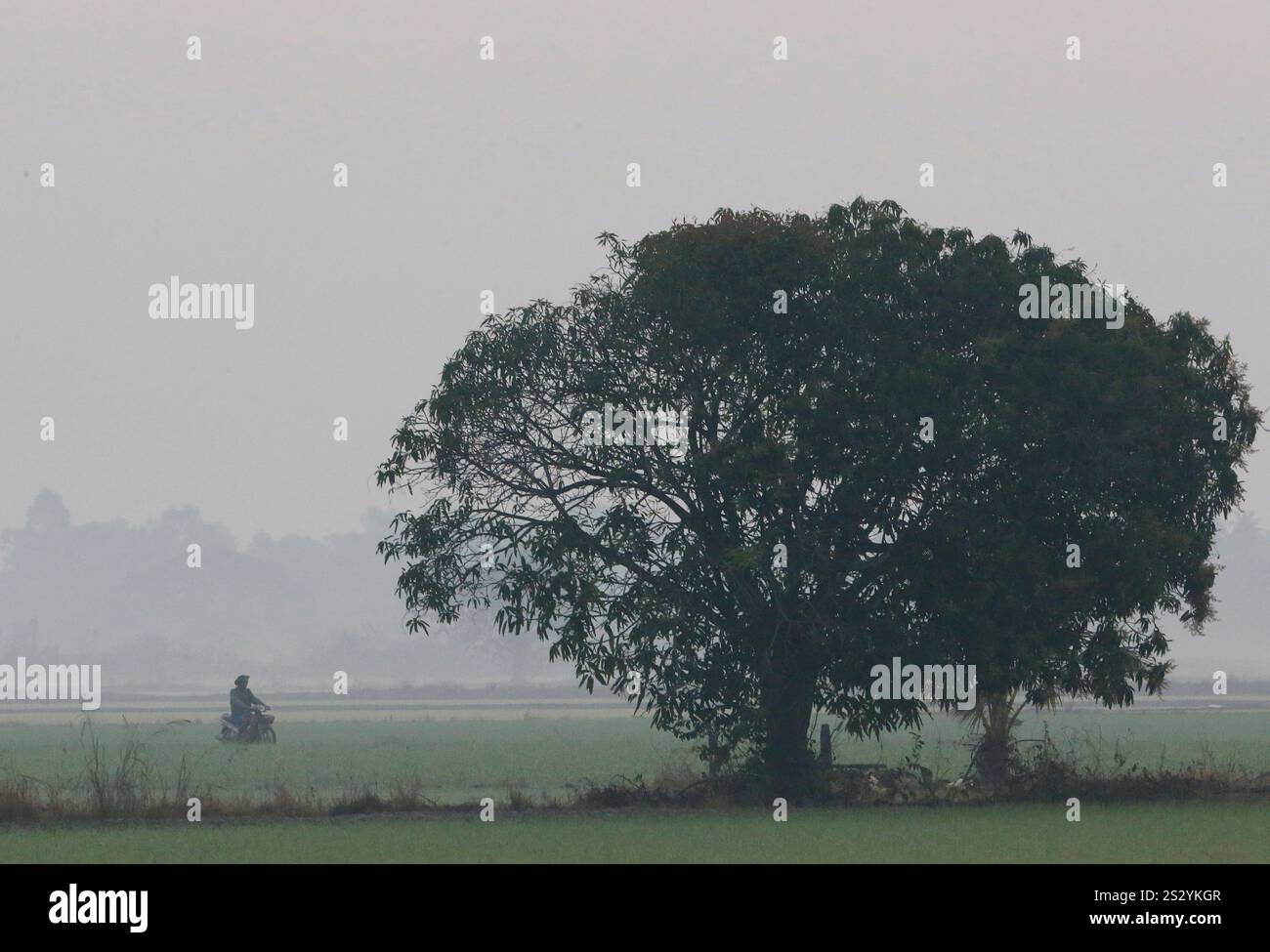 A villager rides a bicycle along a rice field during sun rise in Nakhon ...